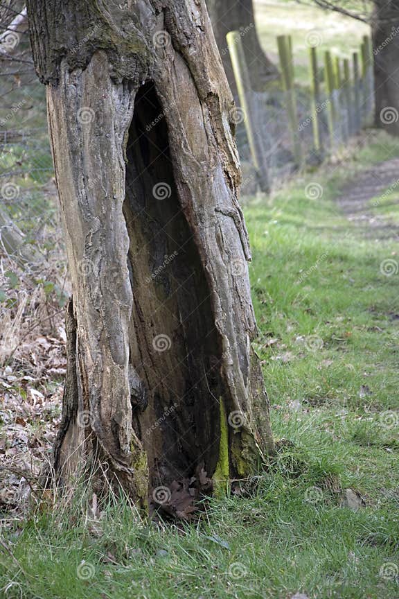 Large Hollow Inside Tree Trunk Stock Photo - Image of hole, still ...