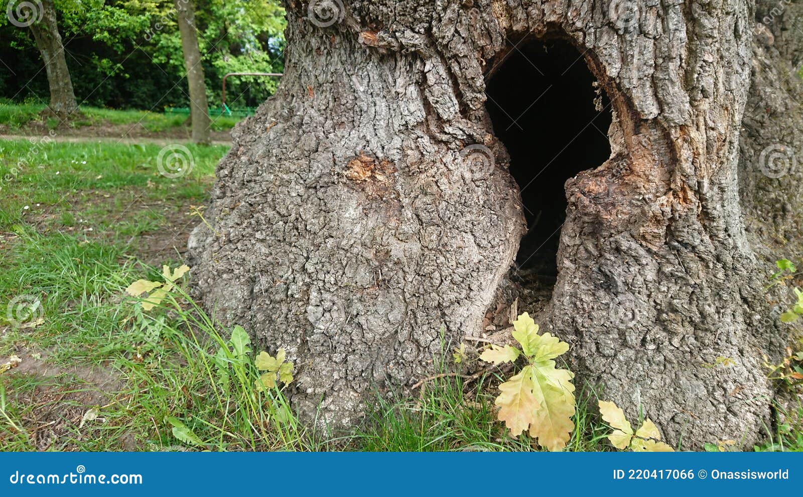 Large Hollow Tree Trunk stock photo. Image of large - 220417066