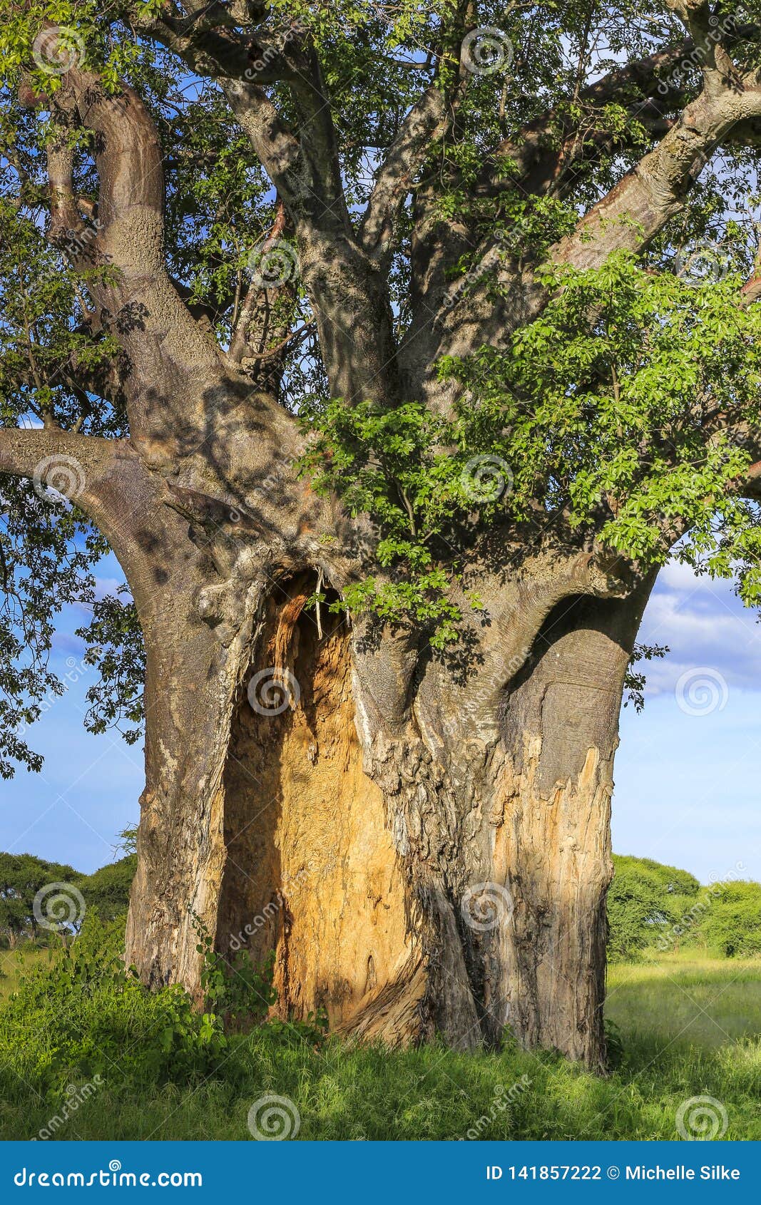 Large Hollowed Tree Still Grows Stock Photo - Image of trees, forest ...