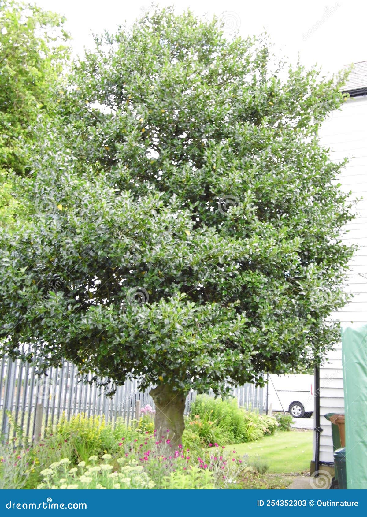 Large Holly Tree in a Garden Stock Image - Image of hollies, tree ...