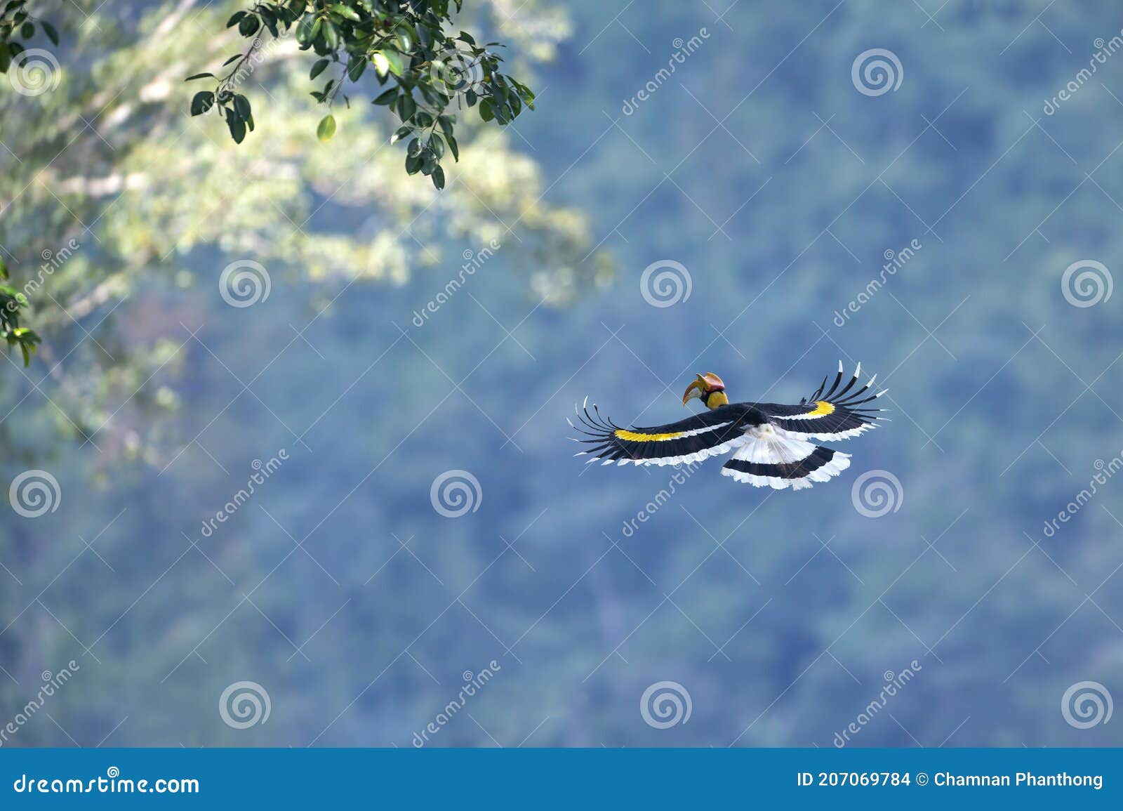 A Large Hornbill Flying in the Sky Stock Photo - Image of feather ...