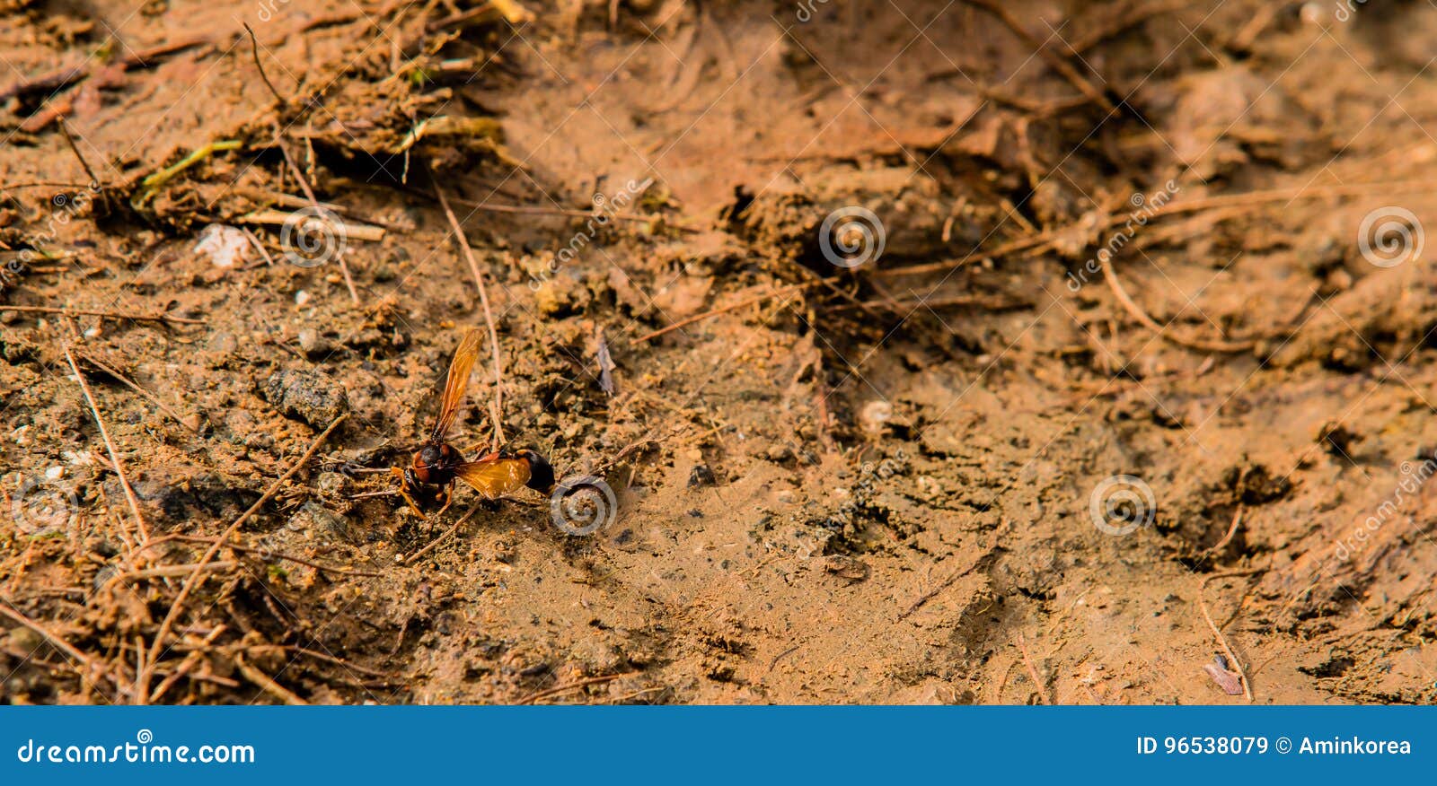 Large Hornet Digging in Muddy Ground Stock Image - Image of wild, asian ...