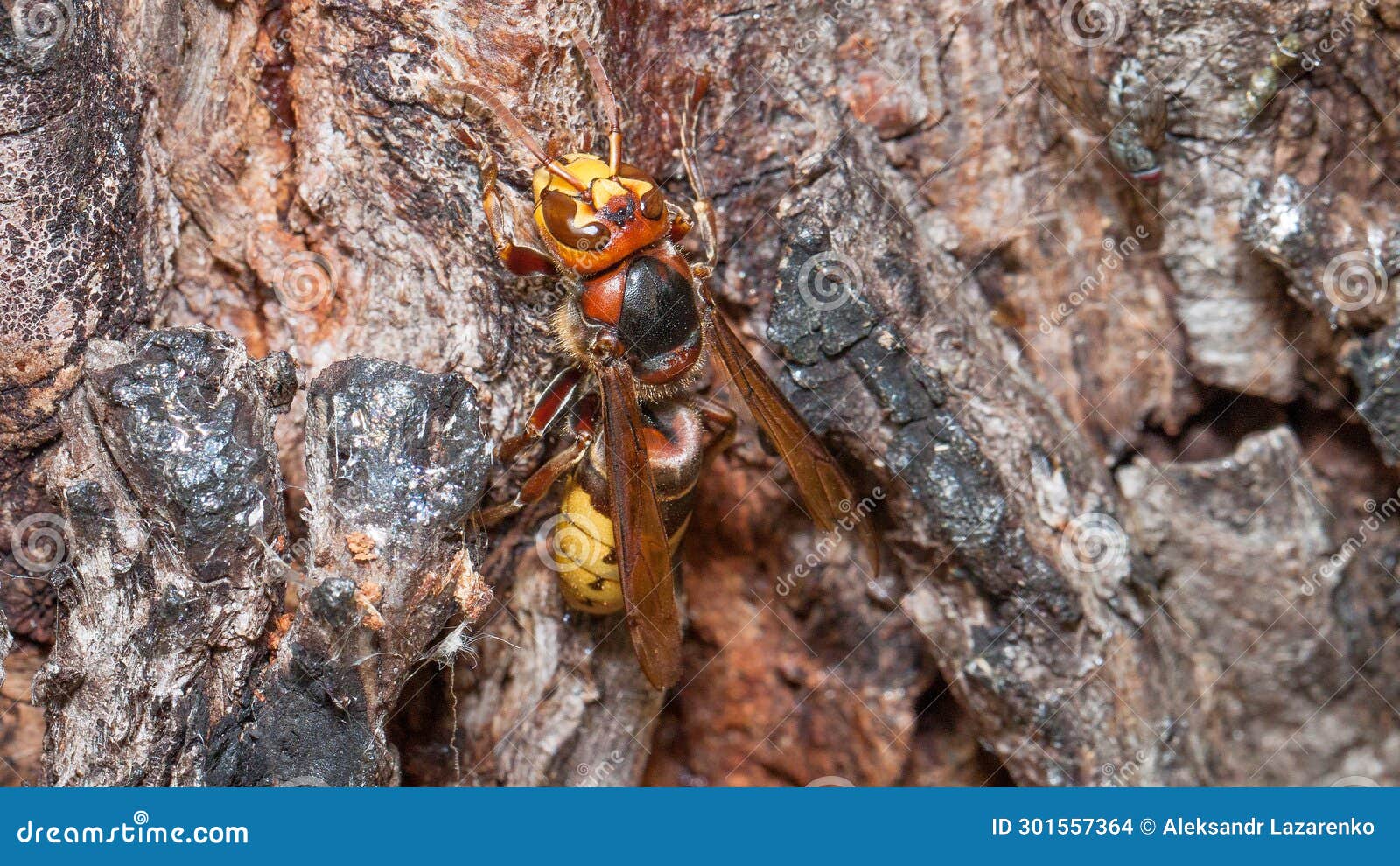 Large Hornet Wasp on a Tree Trunk Stock Photo - Image of tree, small ...