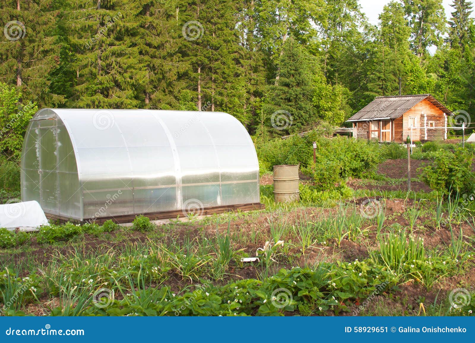 Large Hothouse for Growing of Vegetables Stock Image - Image of stem ...
