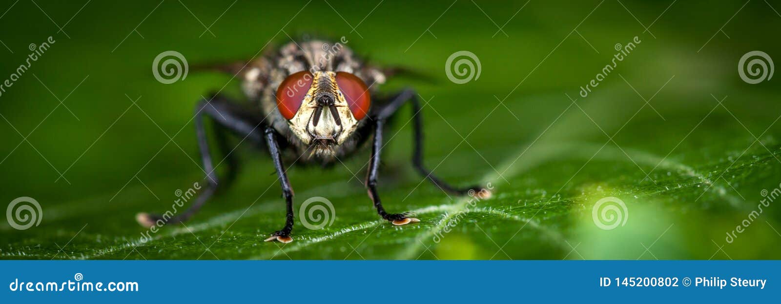 Large House Fly stock photo. Image of nature, tiny, closeup - 145200802