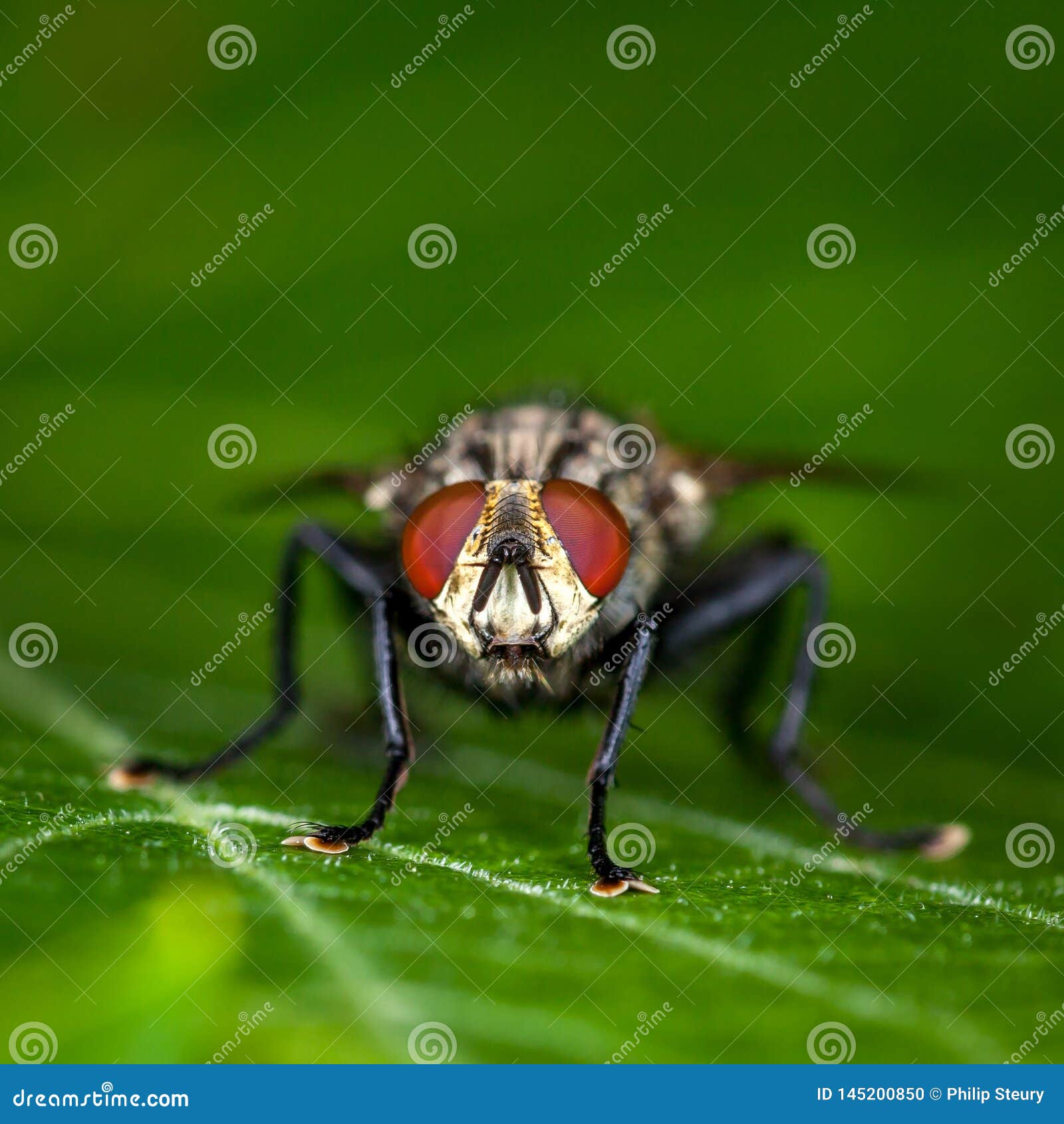 Large House Fly stock photo. Image of macro, green, magnify - 145200850