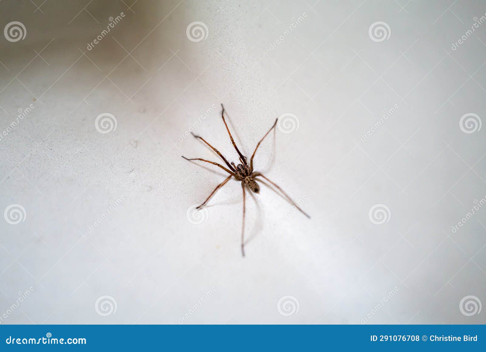 A Large House Spider in a Wash Basin Sink in a Home Stock Photo - Image ...
