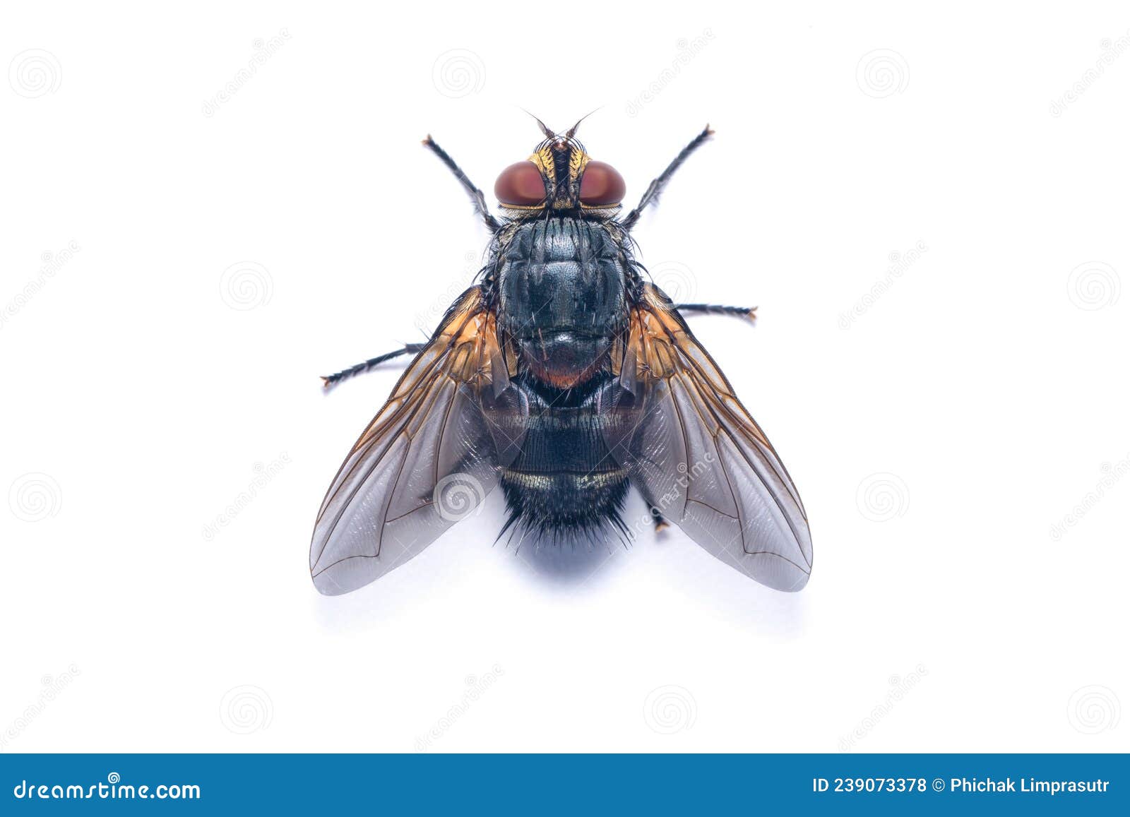 Large Housefly Isolated on White Background Stock Photo - Image of ...