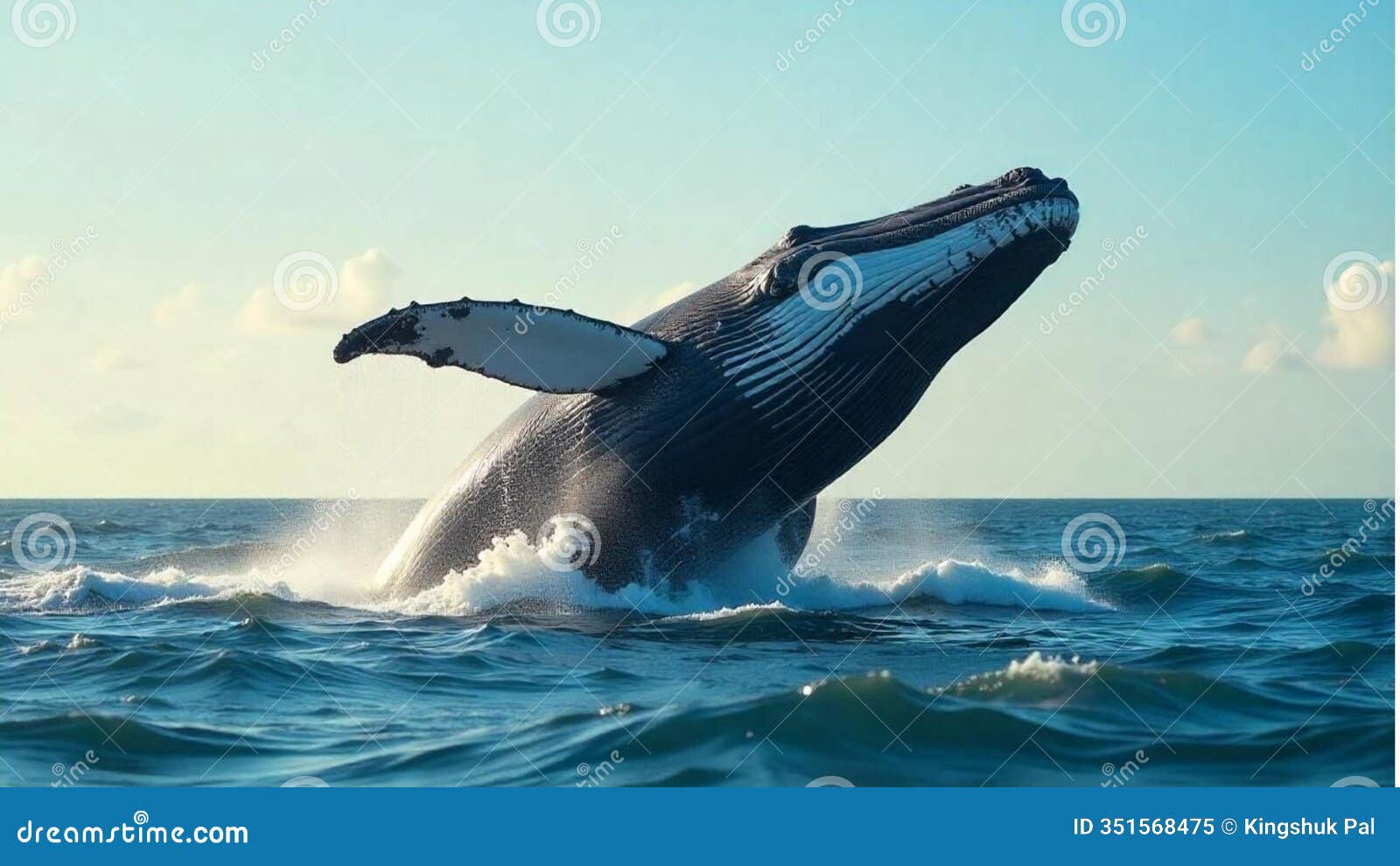 Set Of Large Humpback Whales On A Transparent Background. Image Of A ...