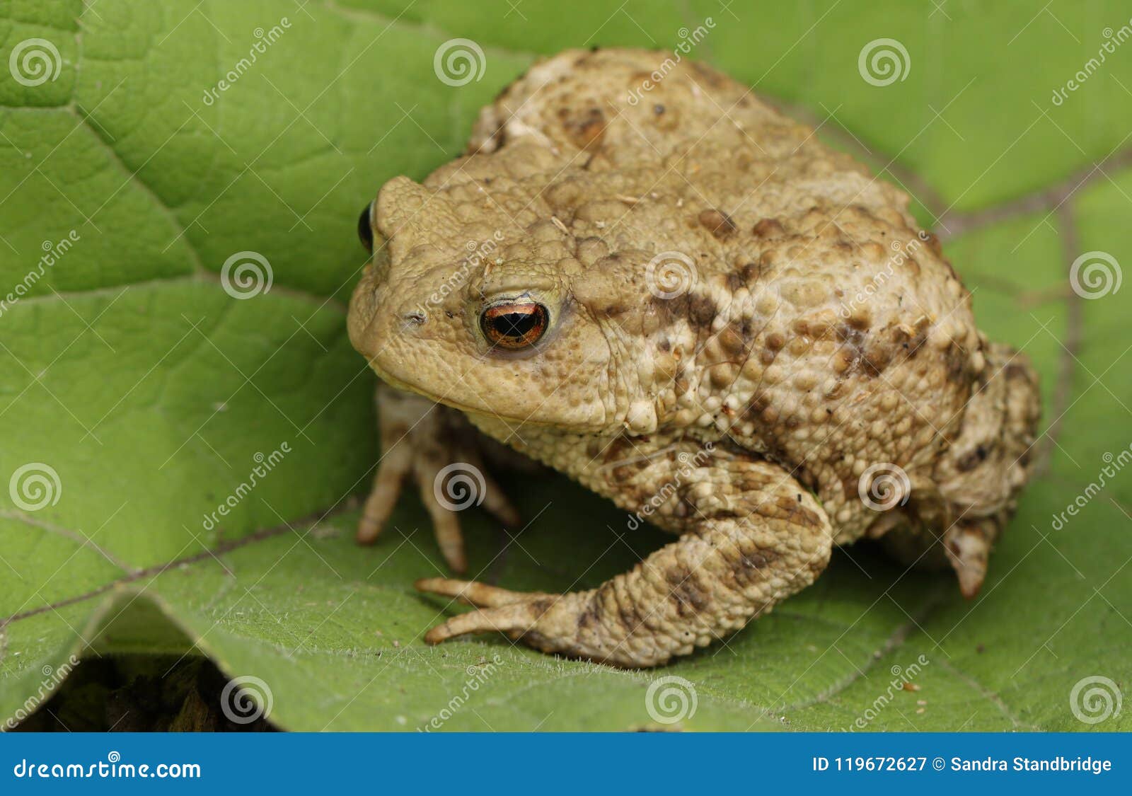 A Large Hunting Common Toad Bufo Bufo Sitting on a Leaf. Stock Image ...