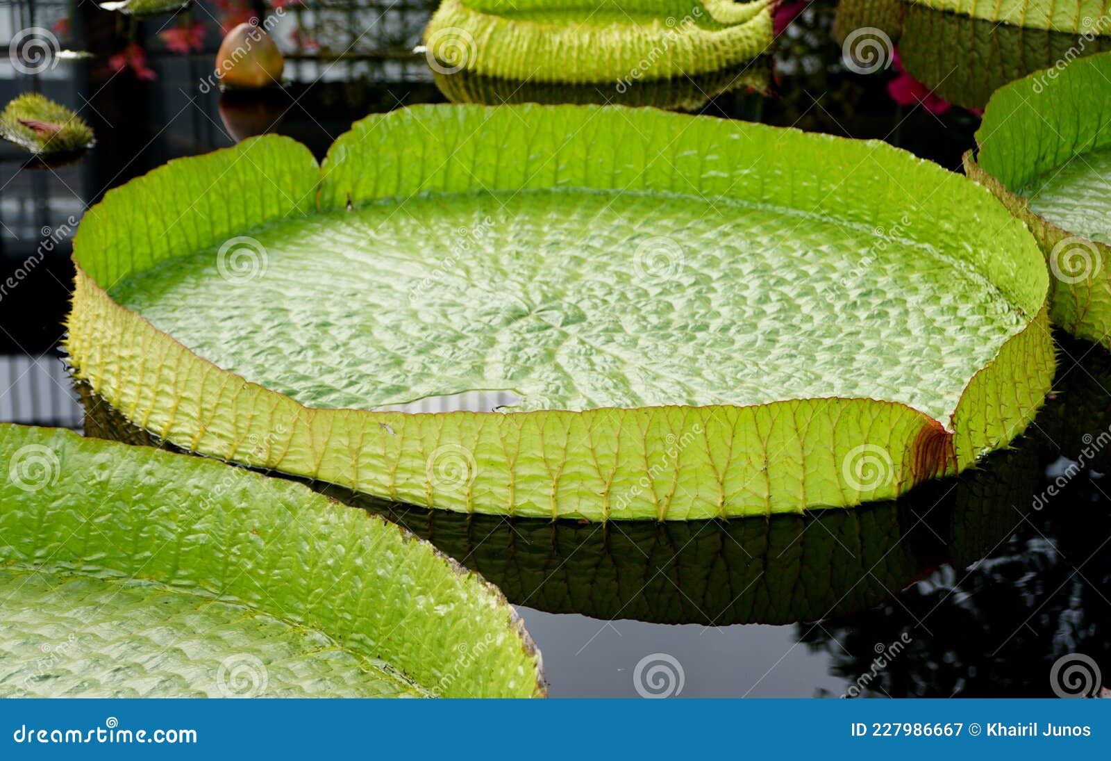 A Large Hybrid Longwood Water-Platter Lily Pad on the Surface of a Pond ...