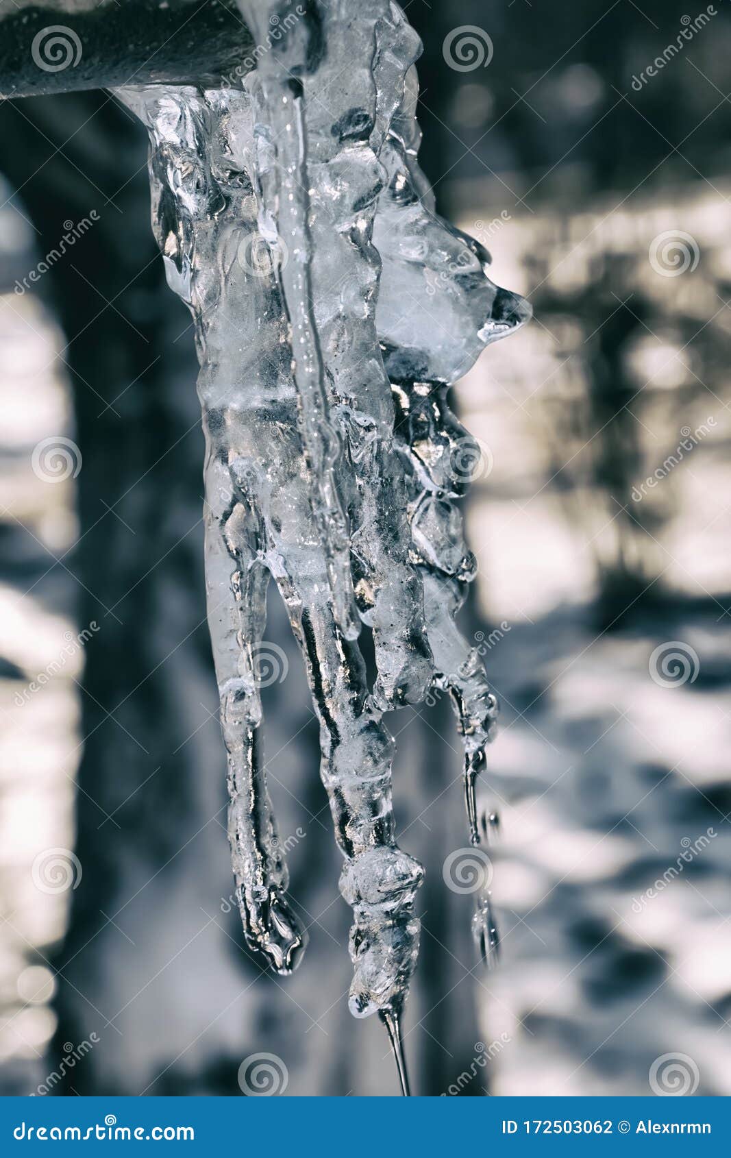 A Large Icicle in the Forest is Melting. Stock Photo - Image of outdoor ...