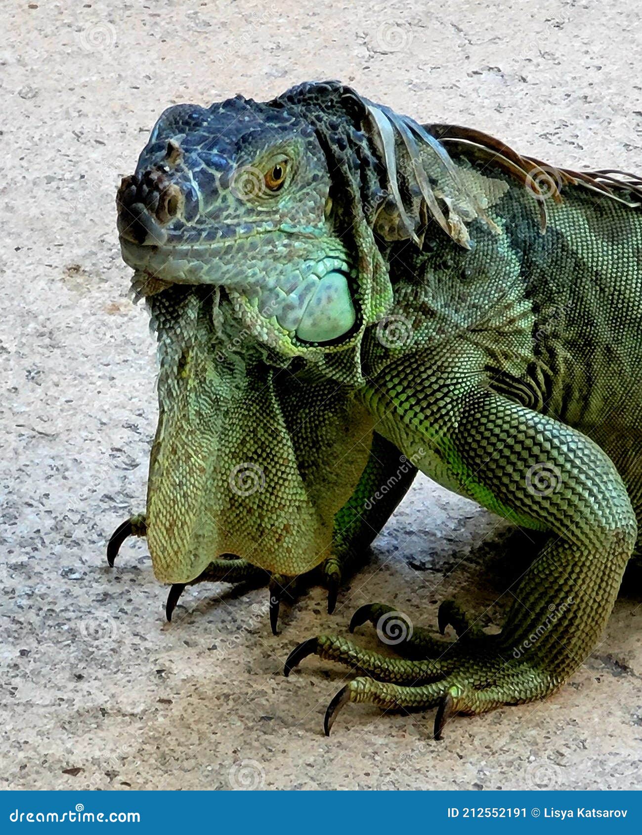 Large iguana in Cancun stock image. Image of wildlife - 212552191