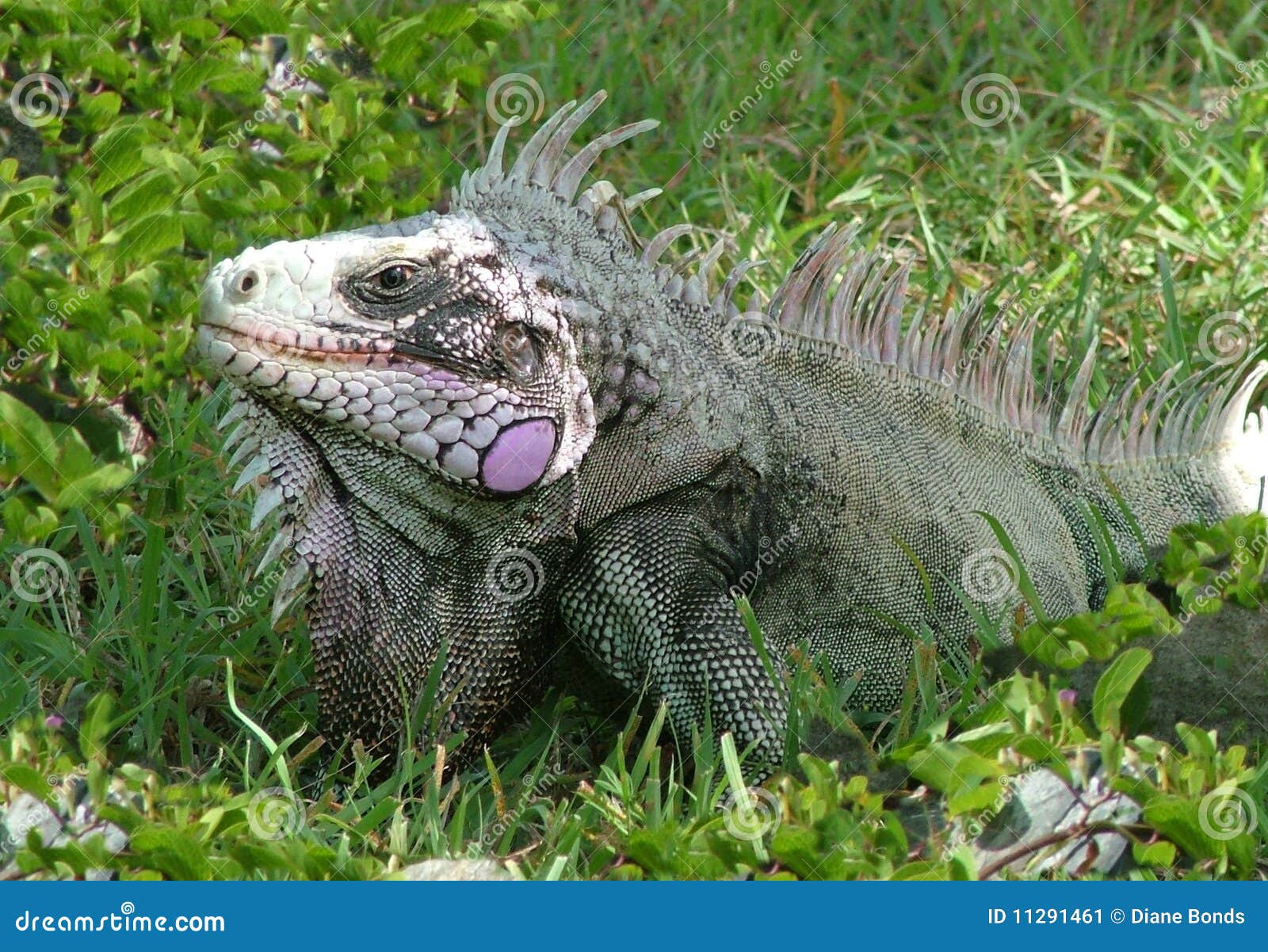 Large Iguana in Caribbean stock image. Image of iguana - 11291461