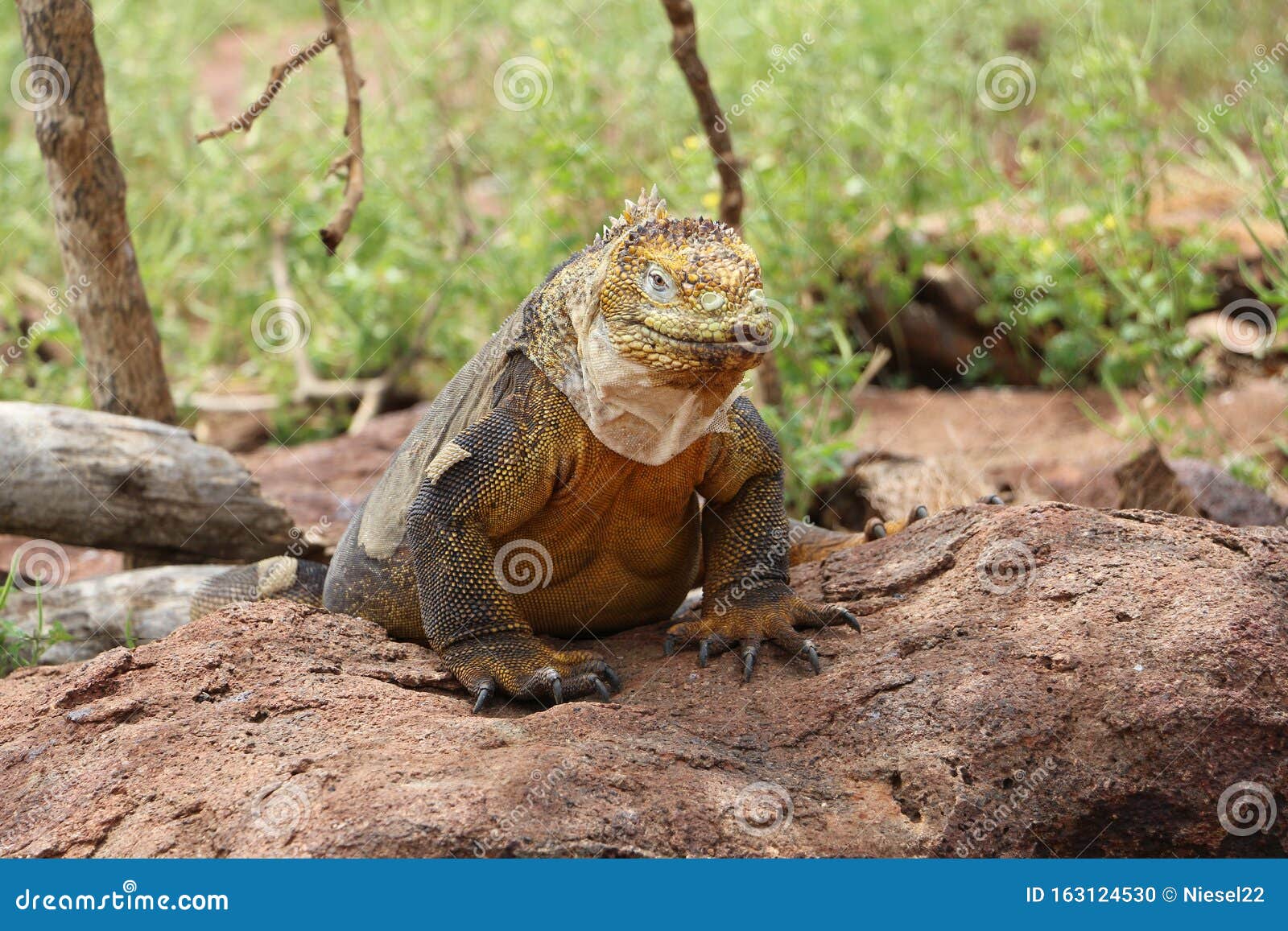 Large Iguana in the Galapagos Islands Stock Photo - Image of wildlife ...