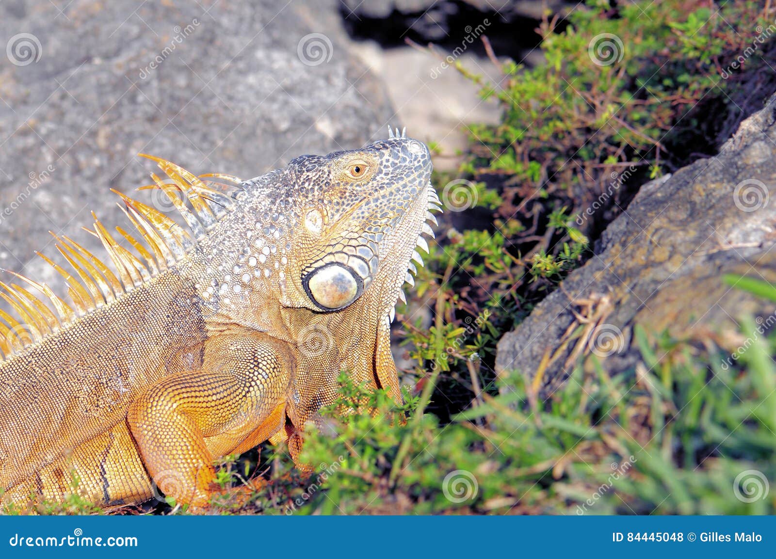 Large iguana stock photo. Image of gold, parietal, iguanas - 84445048