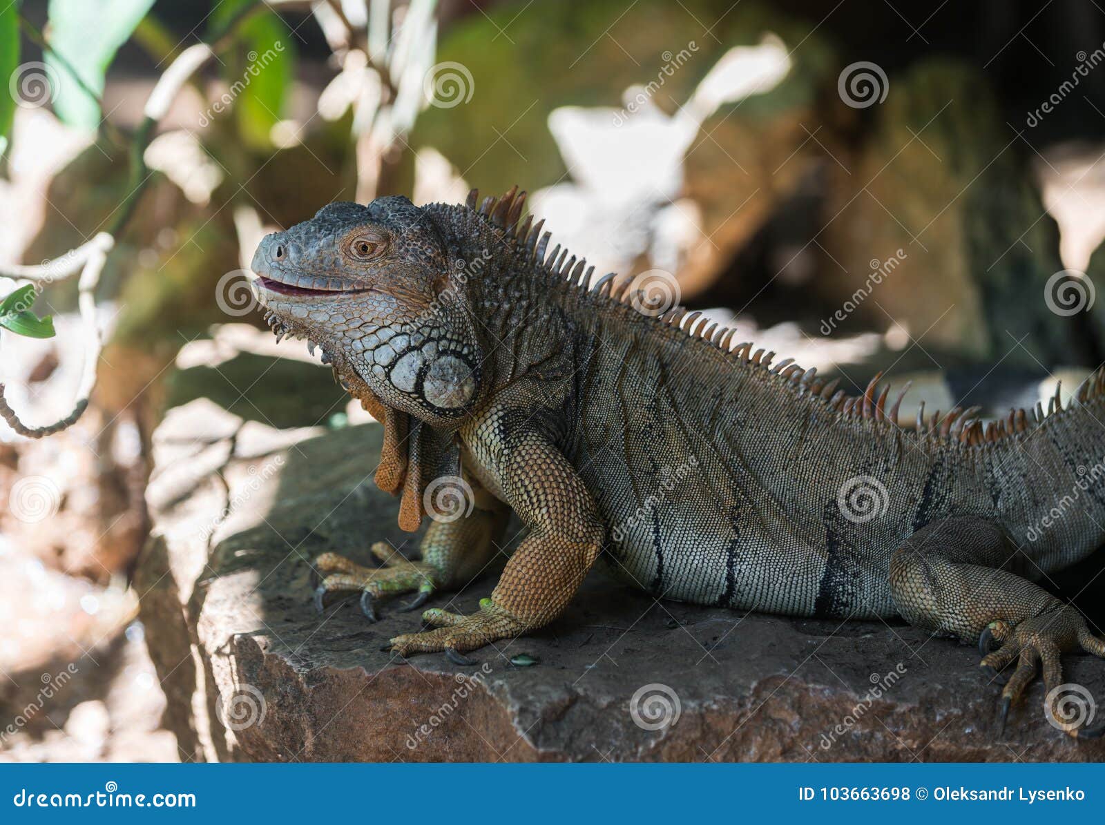 Large iguana lizard stock photo. Image of male, iguana - 103663698