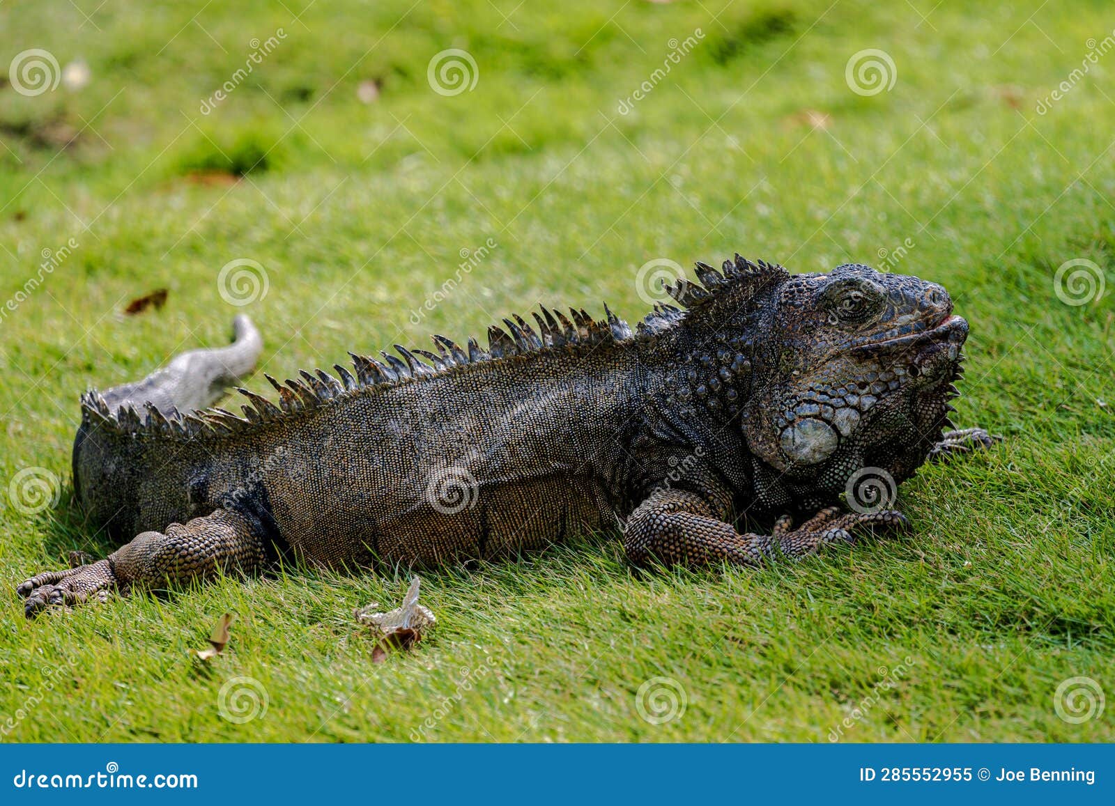 A Large Iguana in the Park stock image. Image of lizard - 285552955