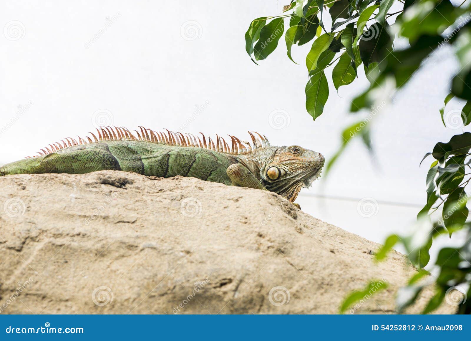 Large iguana stock photo. Image of posing, wild, beautiful - 54252812