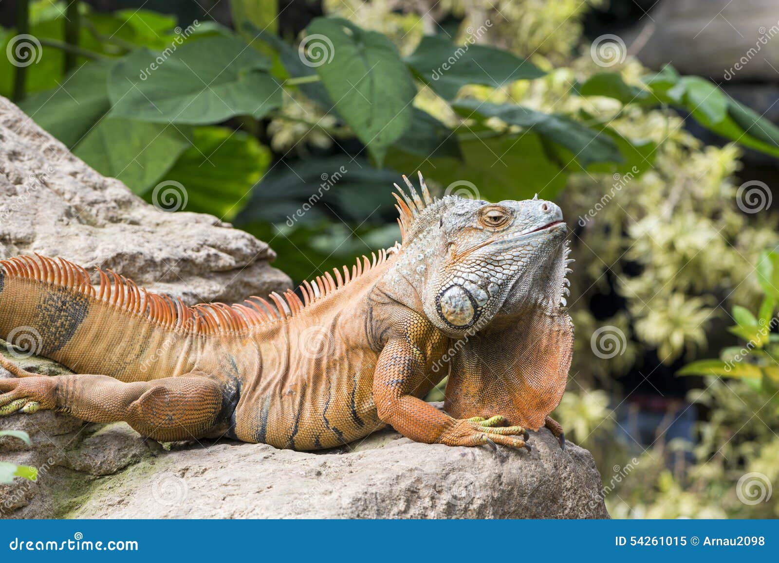 Large iguana stock image. Image of green, lizard, single - 54261015