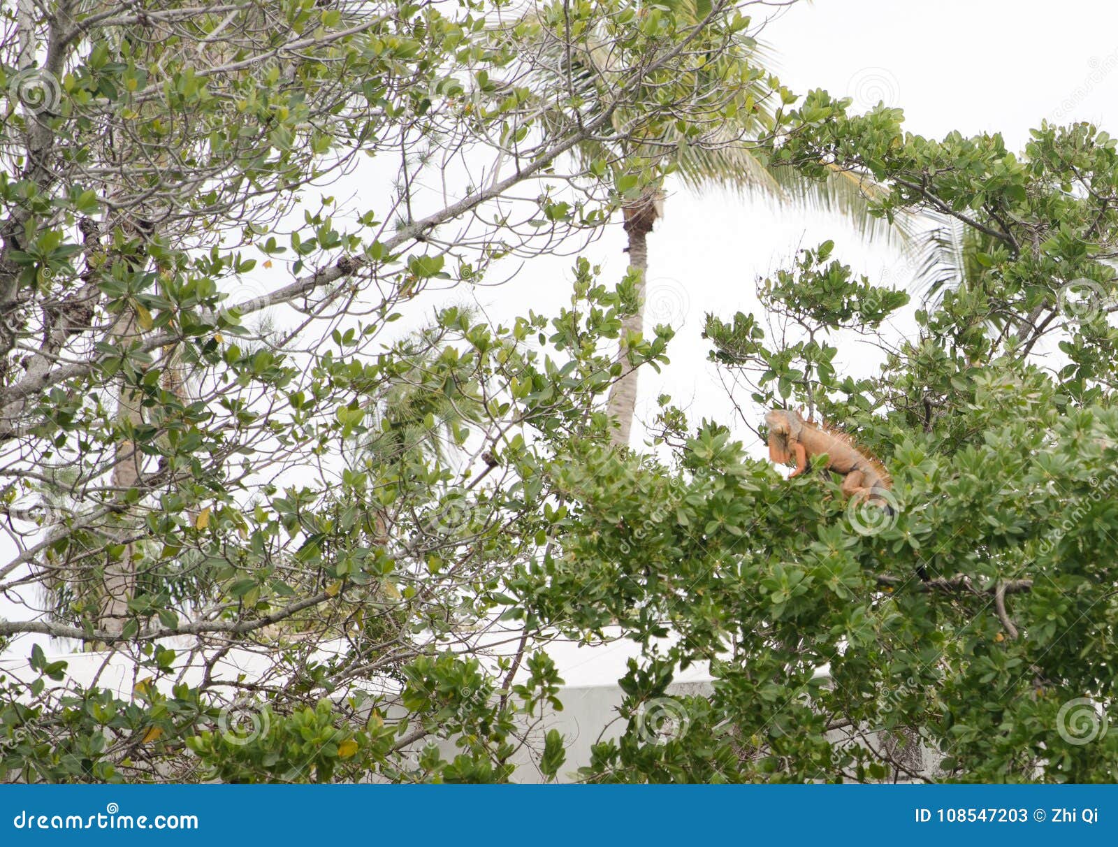 Large Iguana in a Tree Miami Stock Image - Image of forest, nature ...