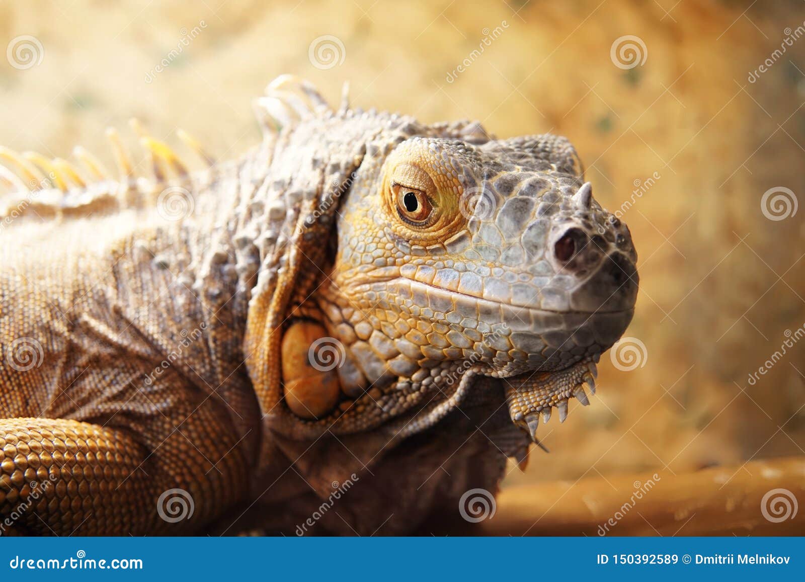 Large Iguana with Yellow Green Scales Rests in a Cage Stock Image ...