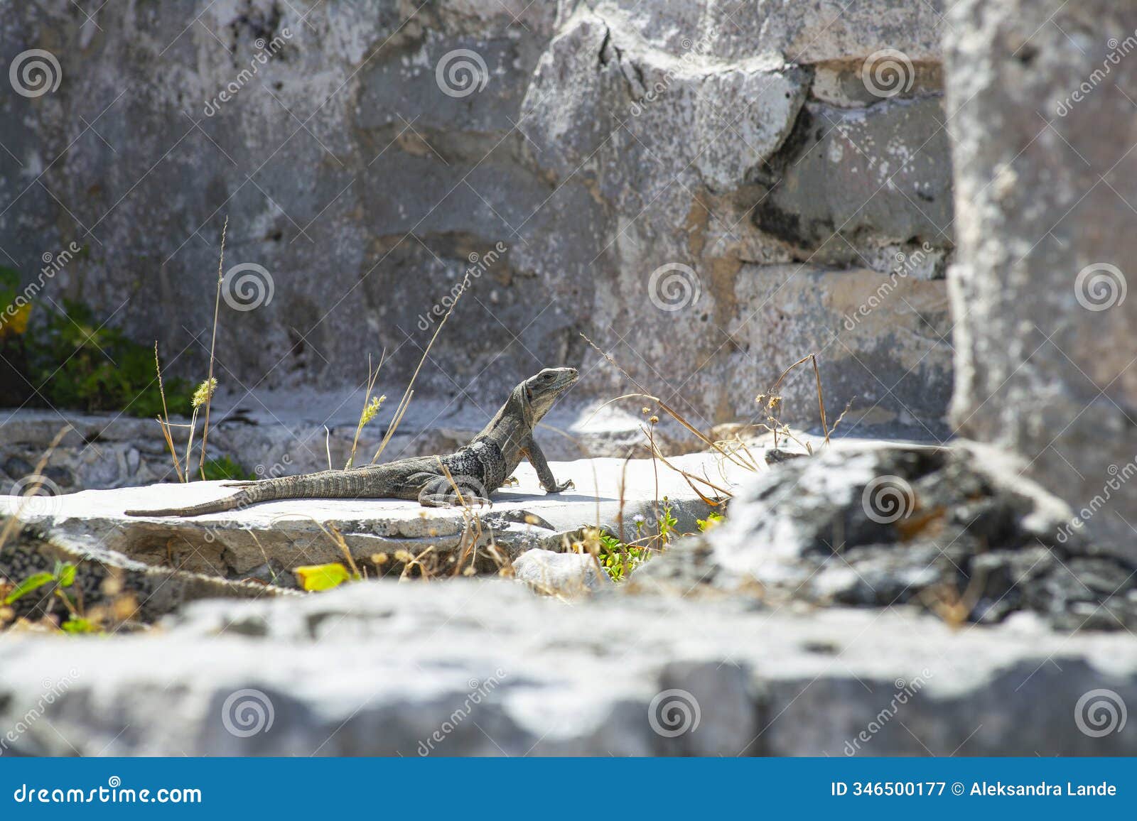 Large Iguanas Lizards in the Stones of Tulum Ruins Stock Image - Image ...