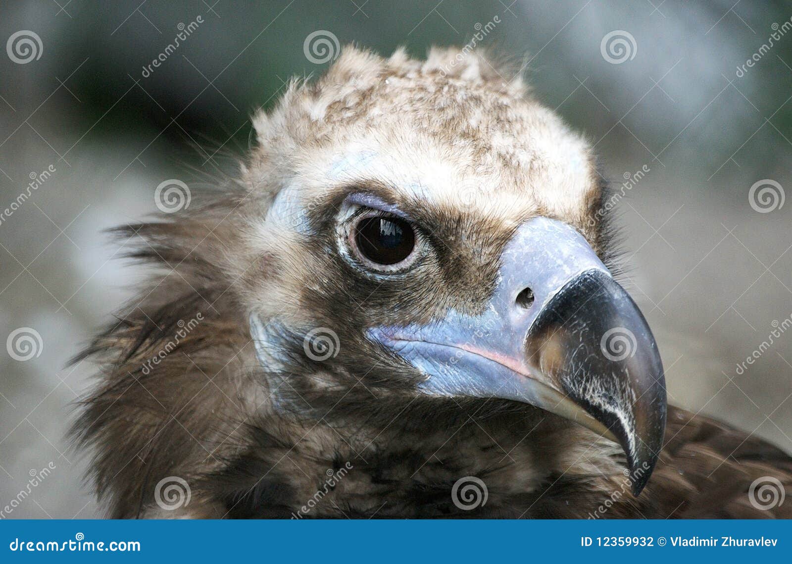 The Large Image of a Bird of Family Hawk Stock Photo - Image of ...