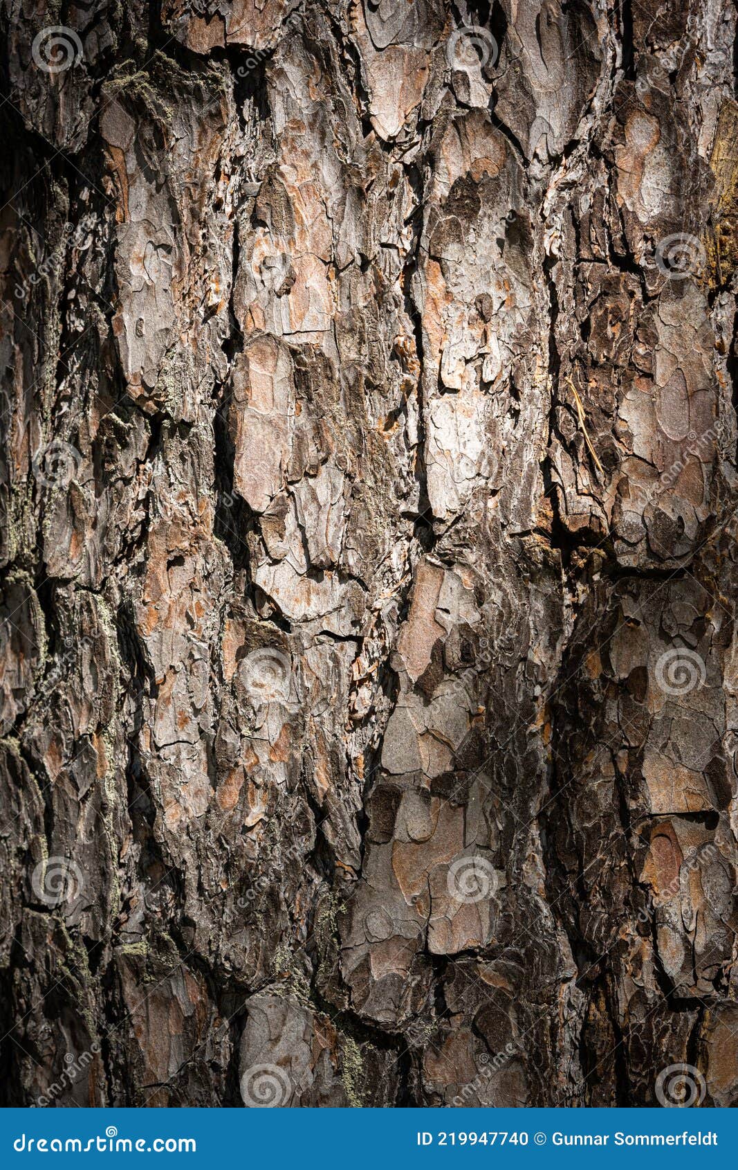 Rough Brown and Red Pine Tree Bark Background Texture Stock Photo ...