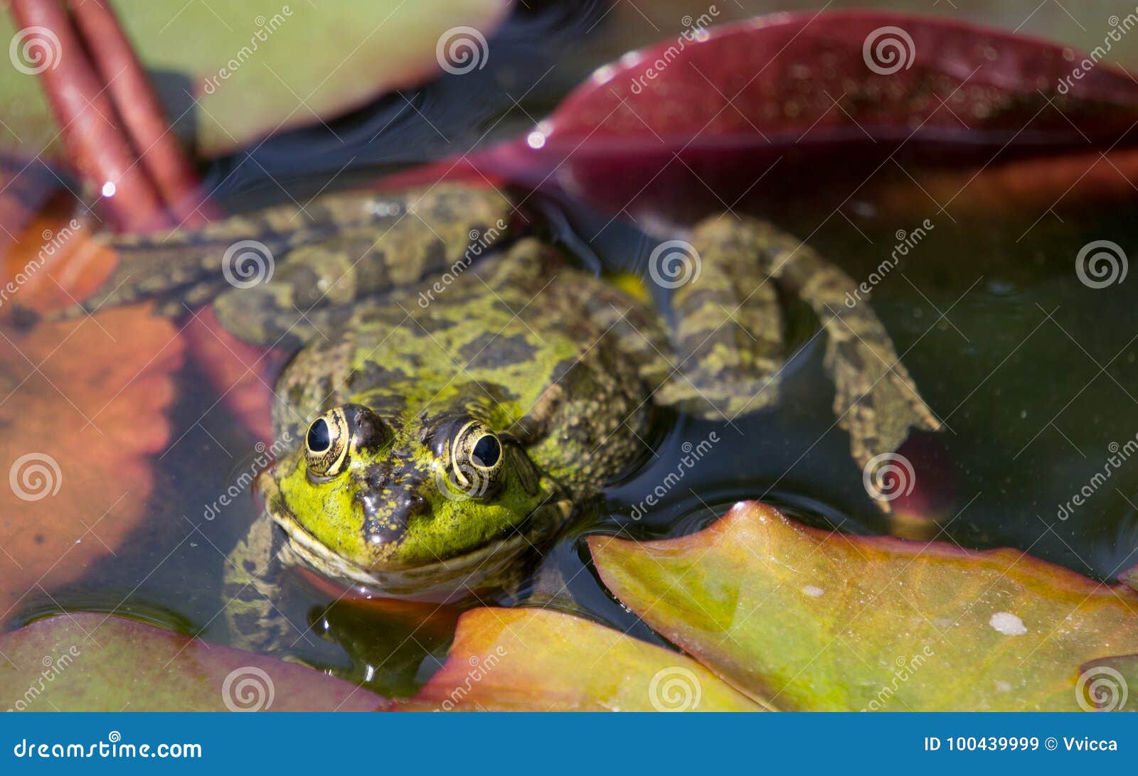 A Large Image of a Frog Lying in Water Stock Image - Image of water ...