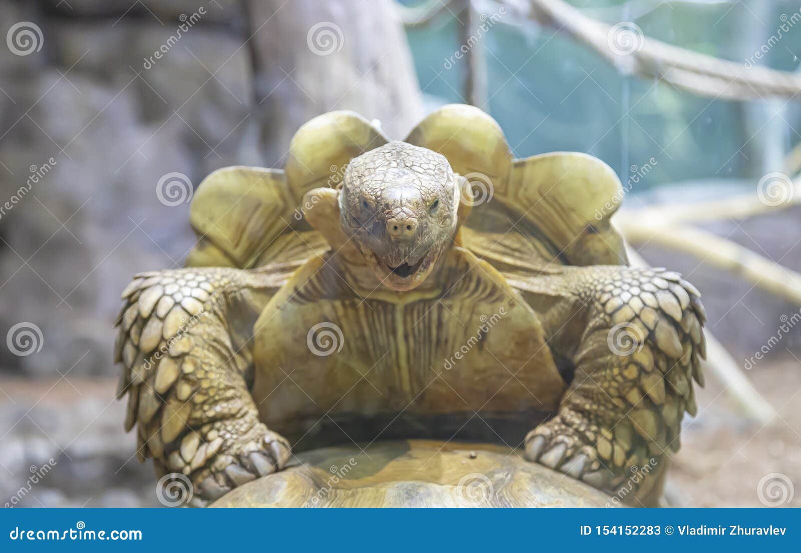 Large Image of a Head of Very Big Tortoise Stock Image - Image of face ...