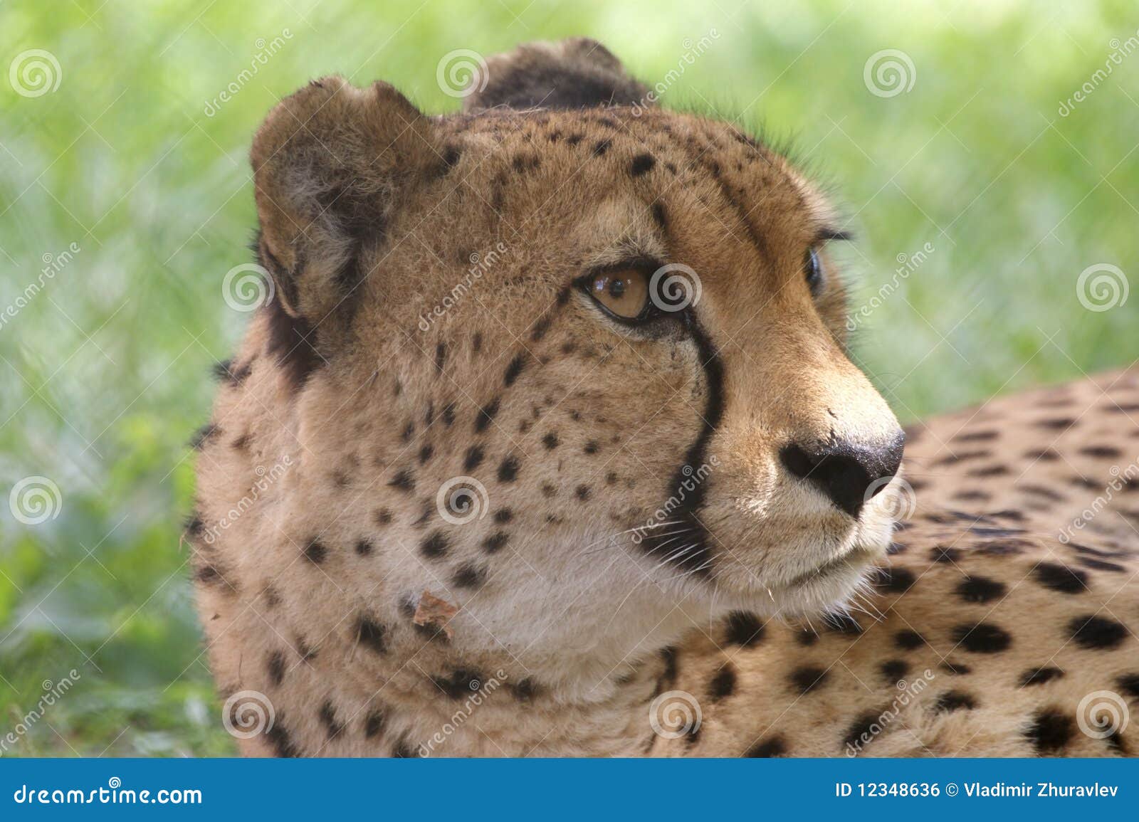 The Large Image of a Muzzle of a Cheetah Lying Stock Photo - Image of ...