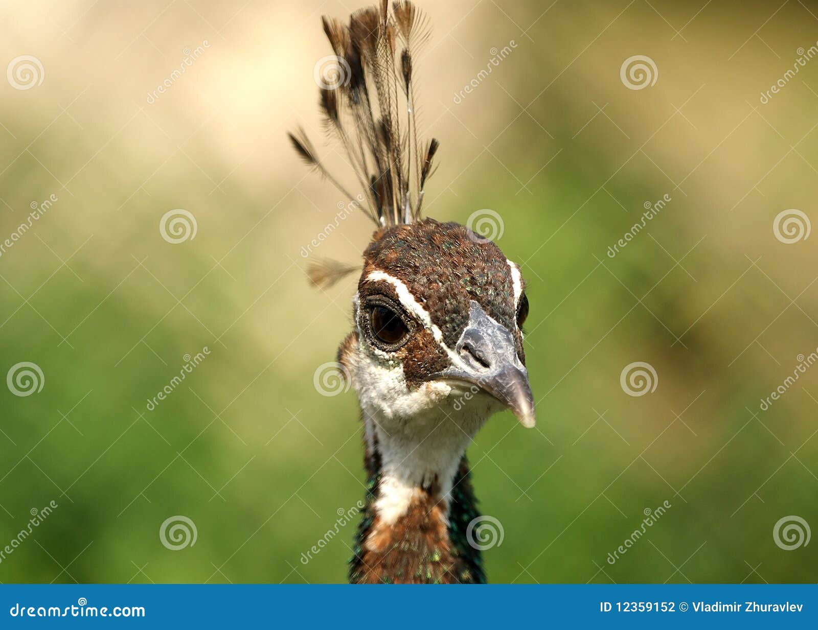 The Large Image of a Peacock Stock Photo - Image of blue, turquoise ...