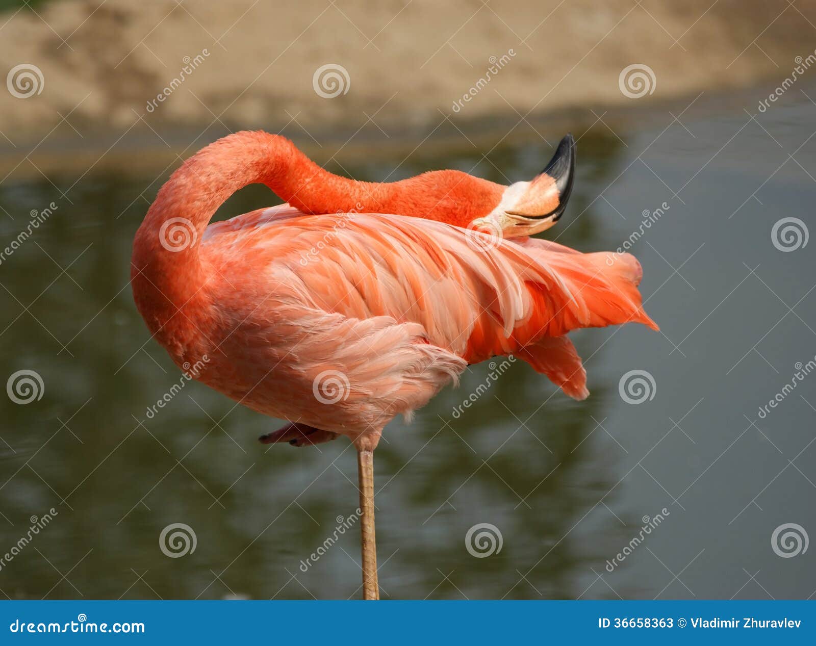 The Large Image of a Red Flamingo Stock Image - Image of beak, orange ...