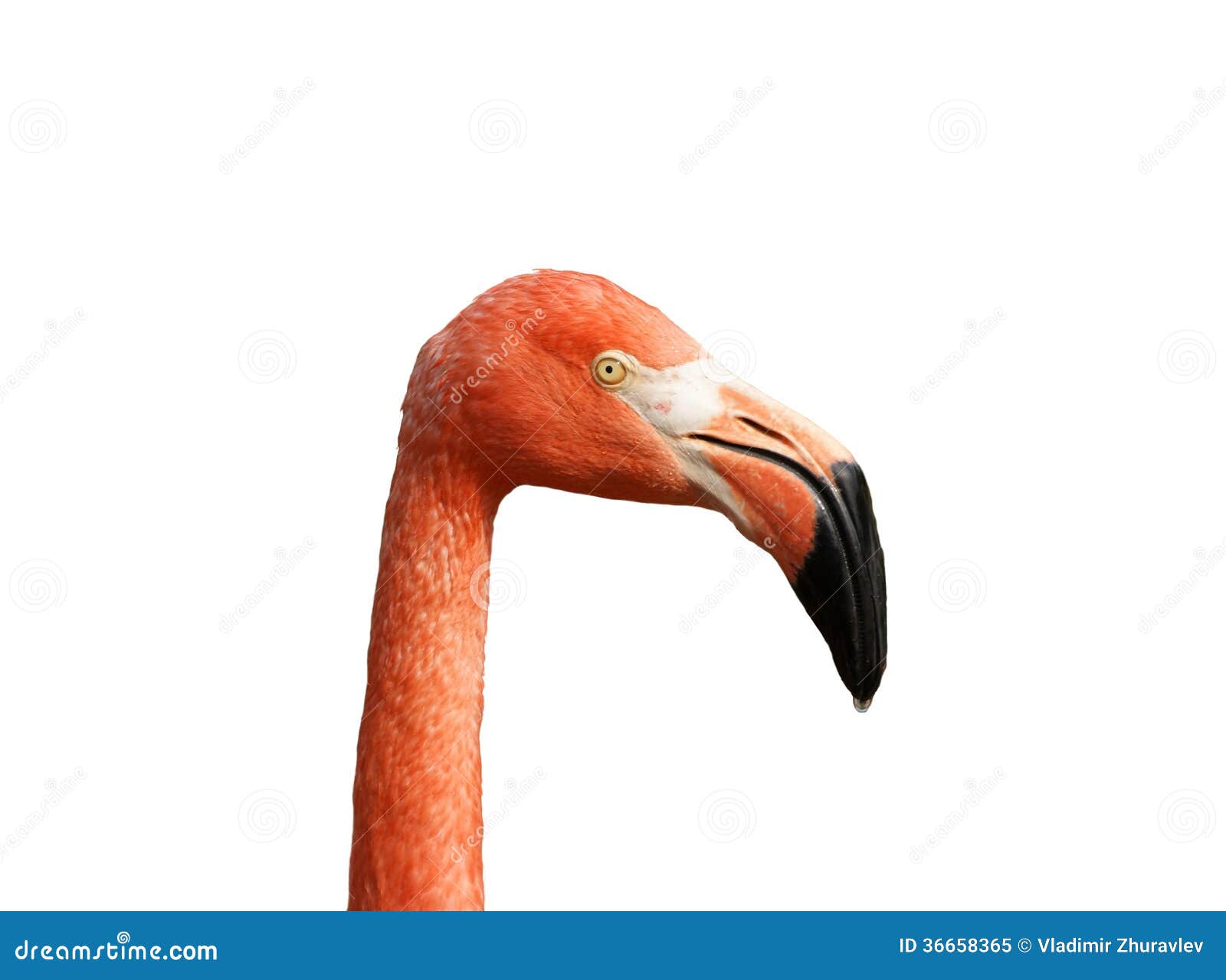 The Large Image of a Red Flamingo Stock Image - Image of pattern ...