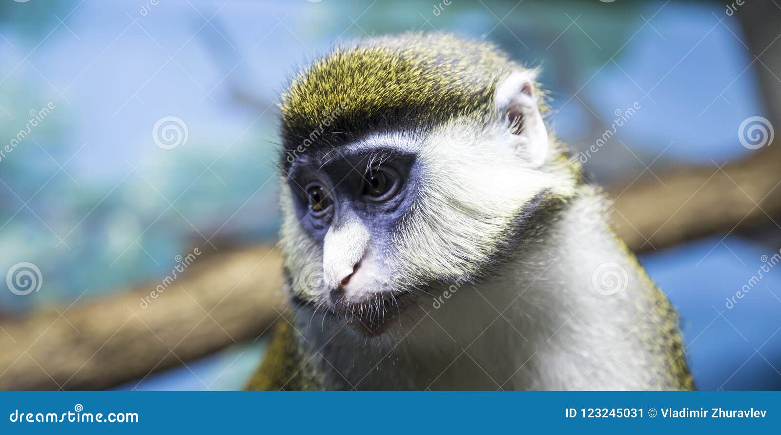 Large Image of a Small Brown Monkey, Closeup Stock Image - Image of ...