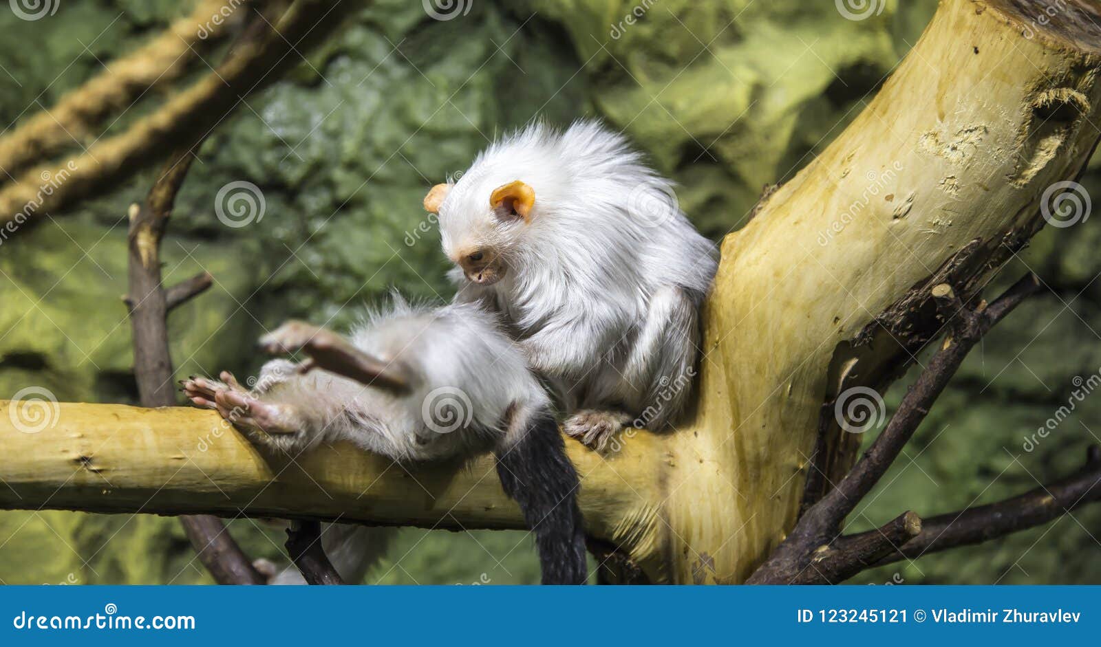 Large Image of a Small Brown Monkey, Closeup Stock Image - Image of ...