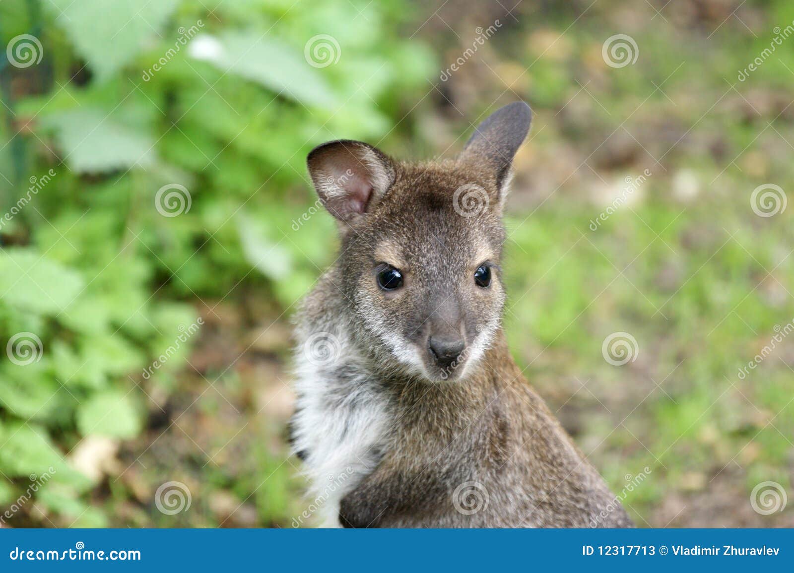 He Large Image of the Small Kangaroo Standing Stock Image - Image of ...