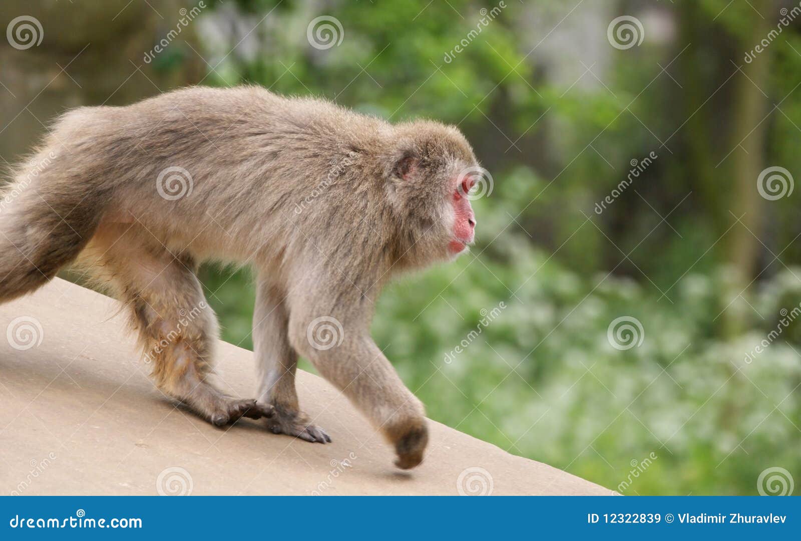 The Large Image of a Small Monkey Stock Image - Image of hair, animals ...