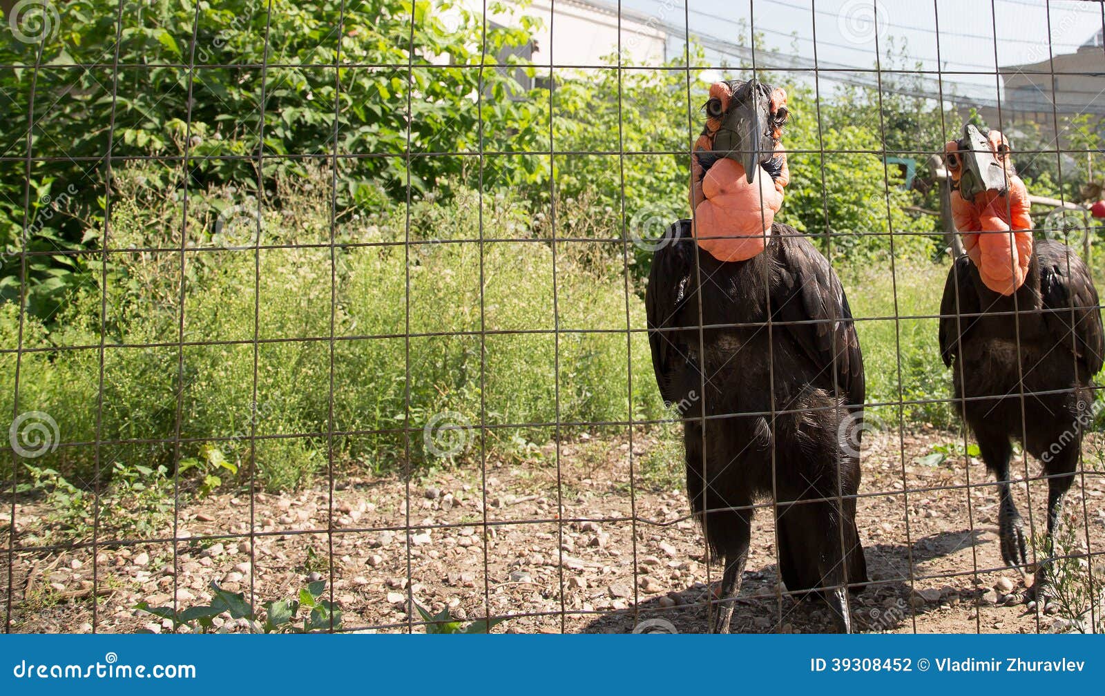 Large Images of the Kafrsky Horned Raven Stock Photo - Image of ...