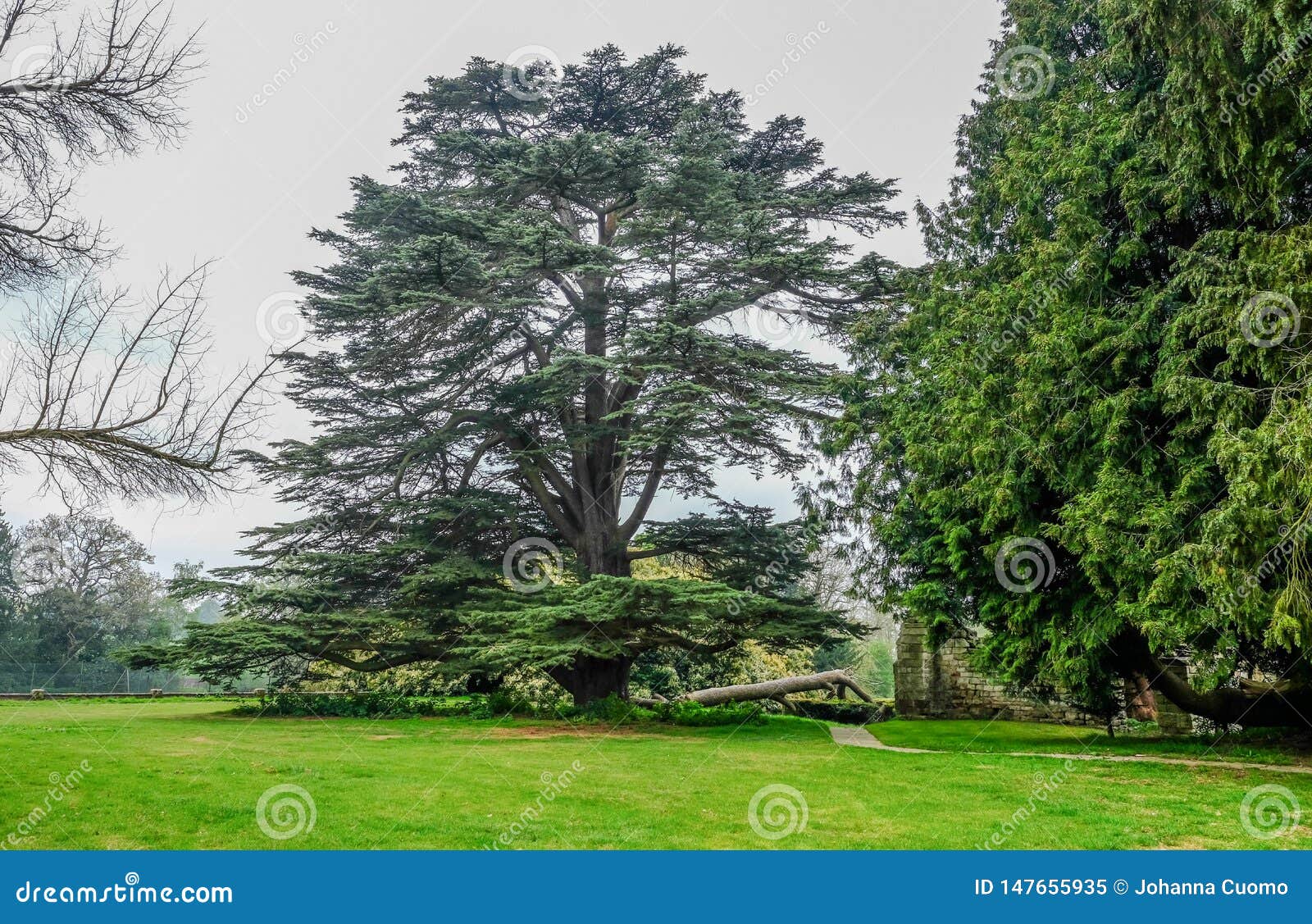 Large Imposing Cedar Tree in a Countryside Setting with Grass in the ...