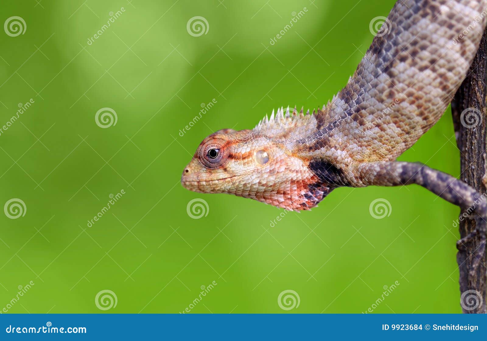 121 Dangerous Lizard Staring Stock Photos - Free & Royalty-Free Stock ...