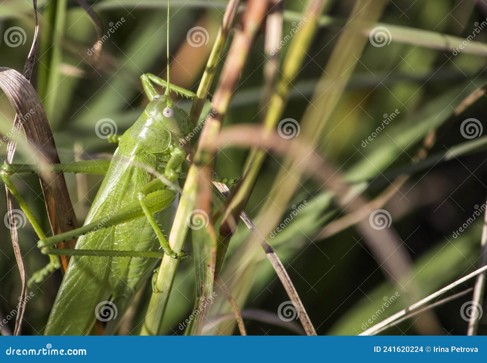 A Large Individual of Green Locusts Sitting in the Grass Stock Photo ...