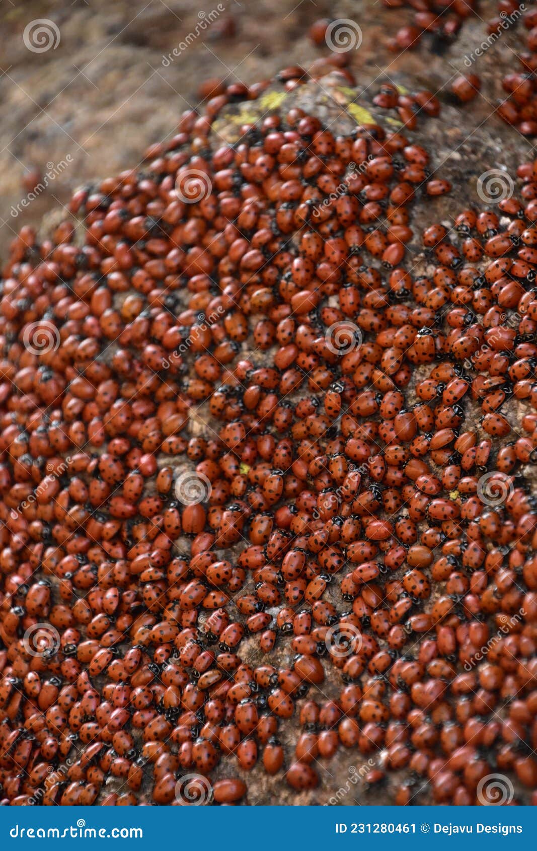 Large Infestation of Lady Bugs on a Rock Stock Image - Image of cluster ...
