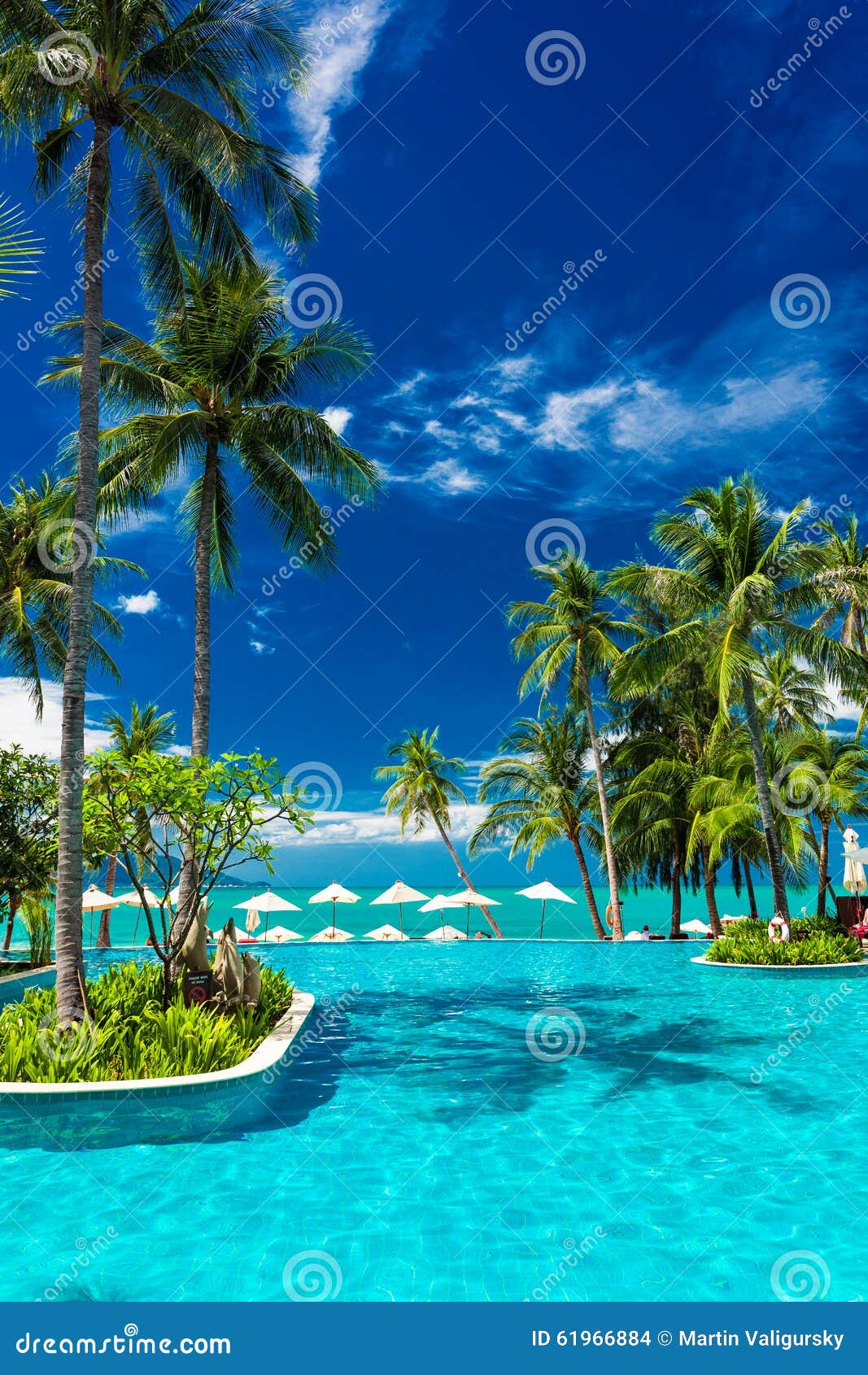 Large Infinity Swimming Pool on the Beach with Palm Trees and Stock ...