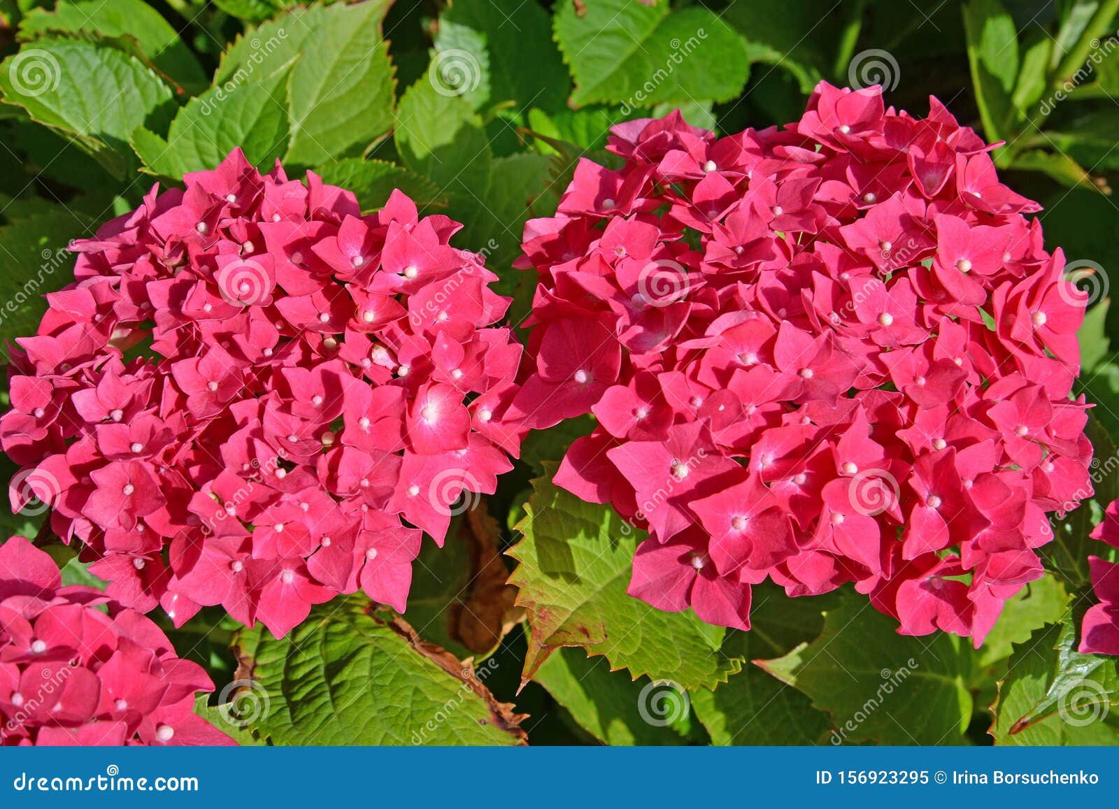 Large Inflorescences of a Hydrangea Hydrangea L., Top View Stock Image ...
