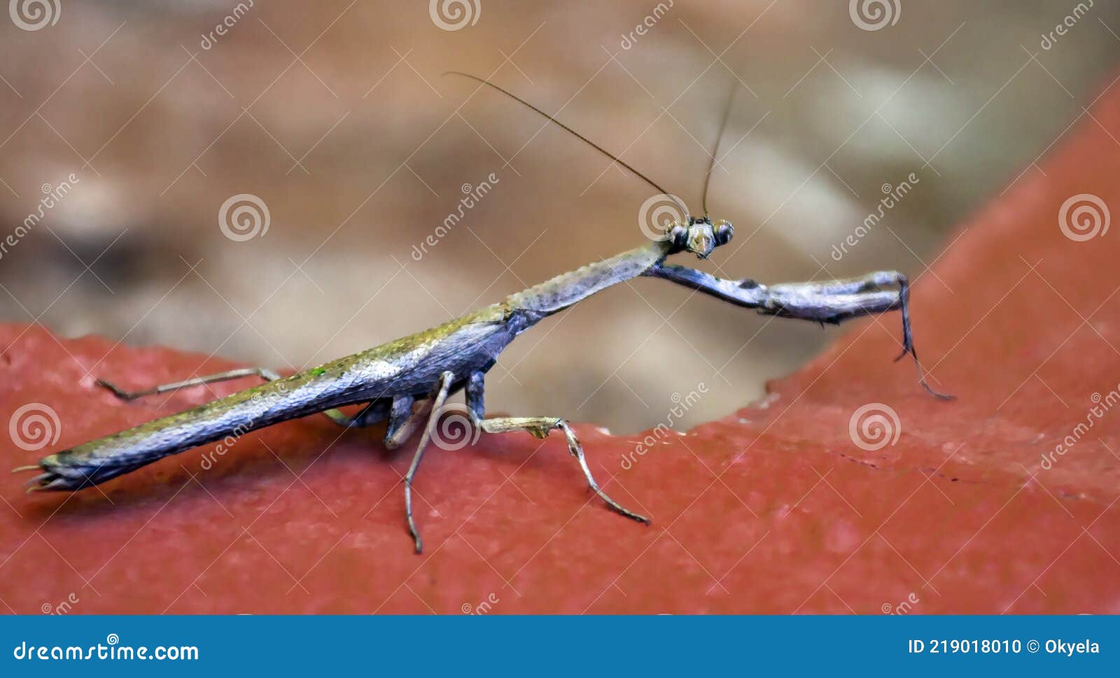 Large Insect - an African Mantis with Large Eyes Looks at the Camera ...