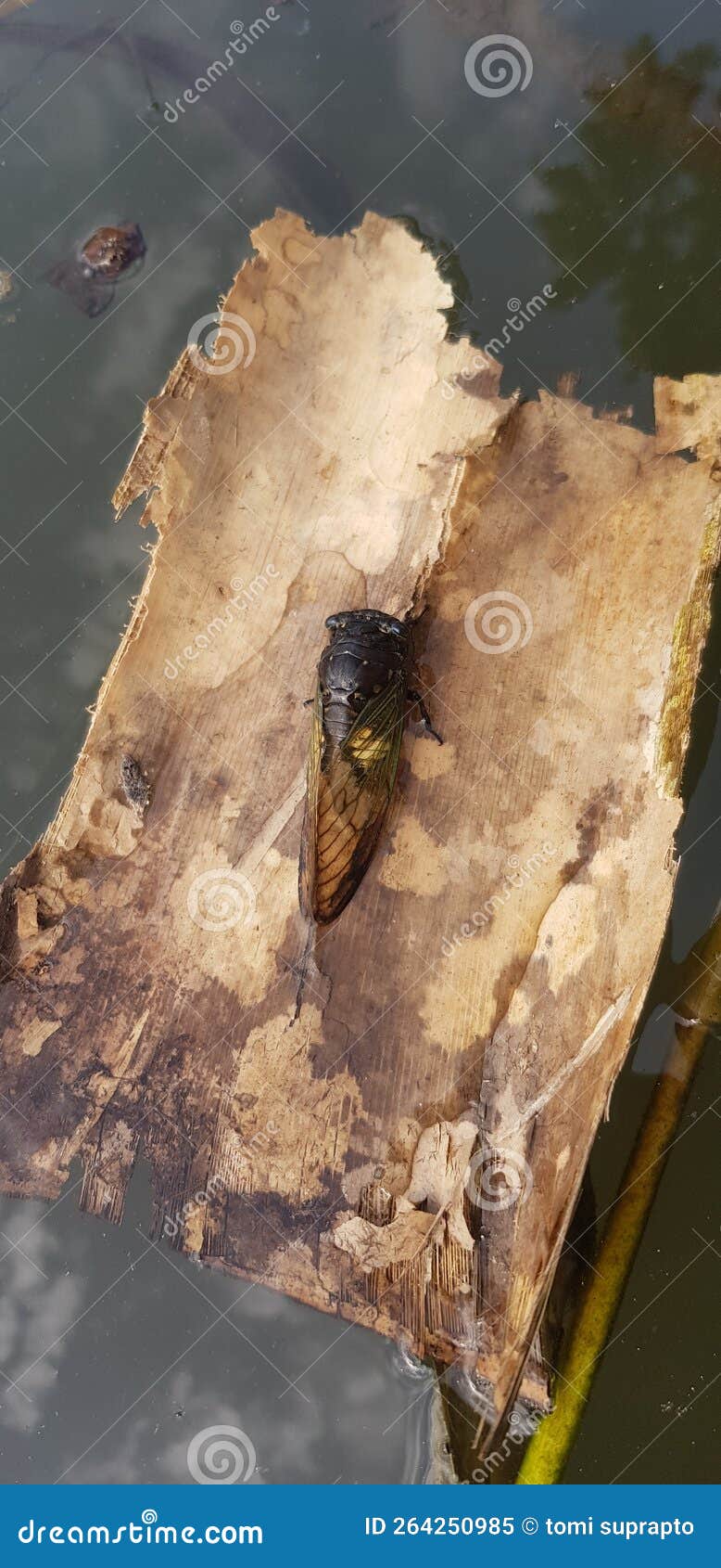 A Large Insect Floating on Bamboo Leaves in a Lake Stock Image - Image ...