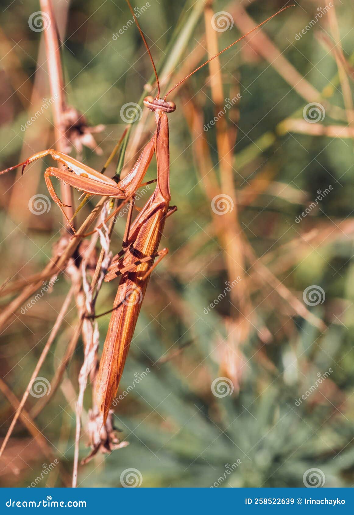 Large Insect Praying Mantis among the Grass Stock Image - Image of ...