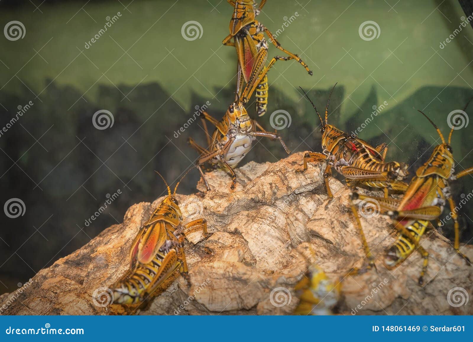 Large insects stock image. Image of nature, detail, wildlife - 148061469